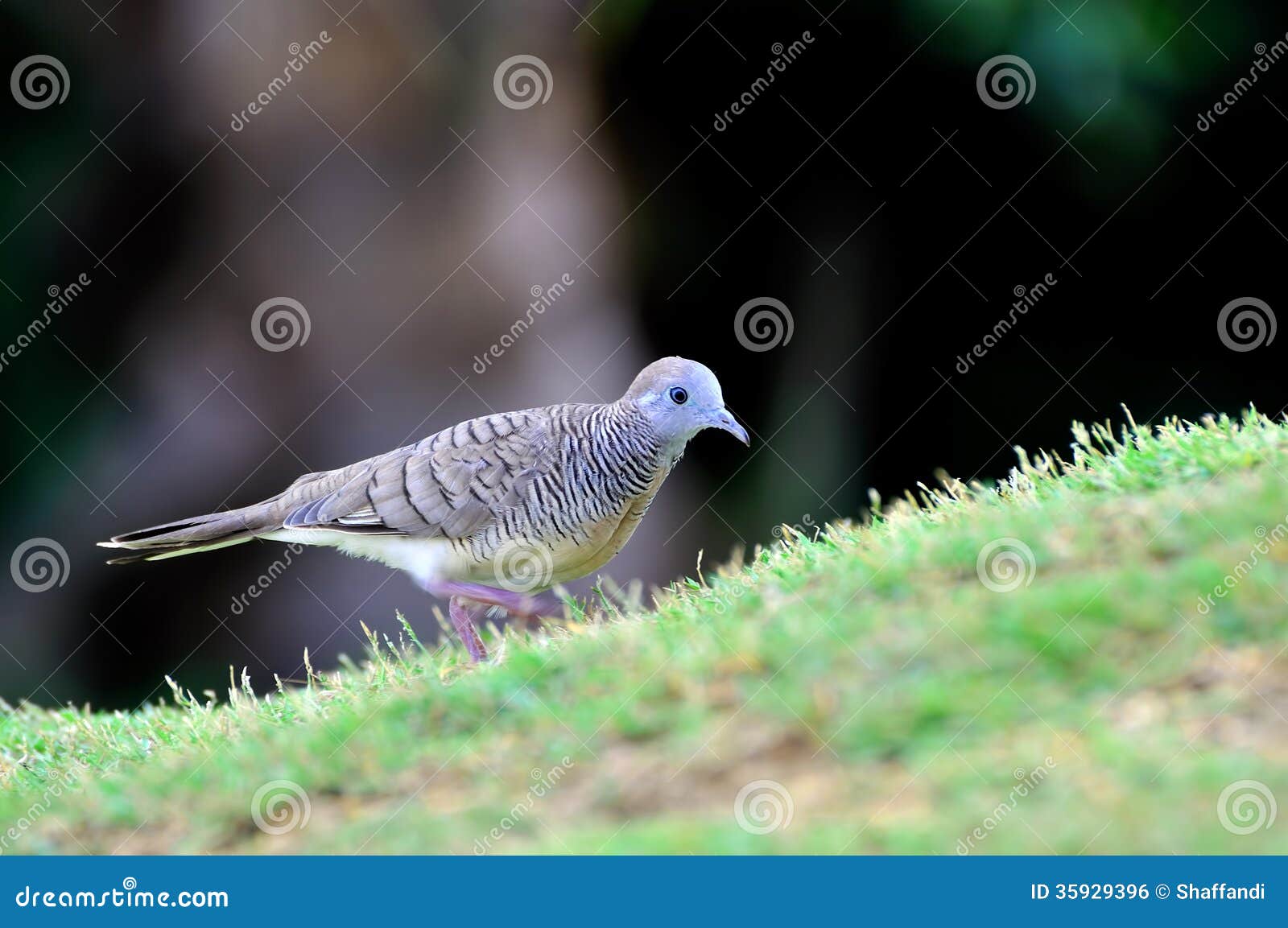 Zebra Dove stock photo. Image of geopelia, fauna, branch - 35929396