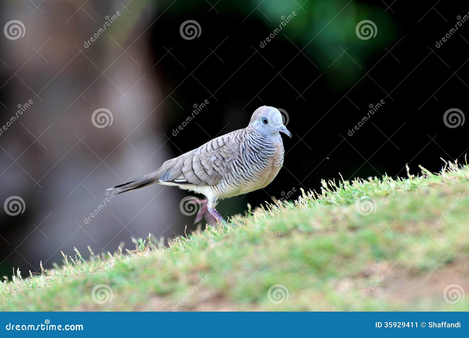 Zebra Dove stock image. Image of feather, colourful, leaf - 35929411