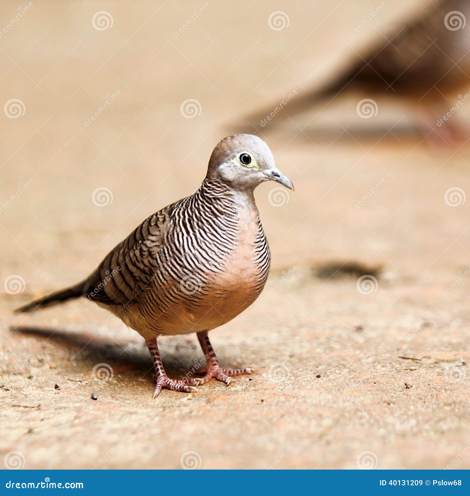 The Zebra Dove stock image. Image of wildlife, bird, freedom - 40131209