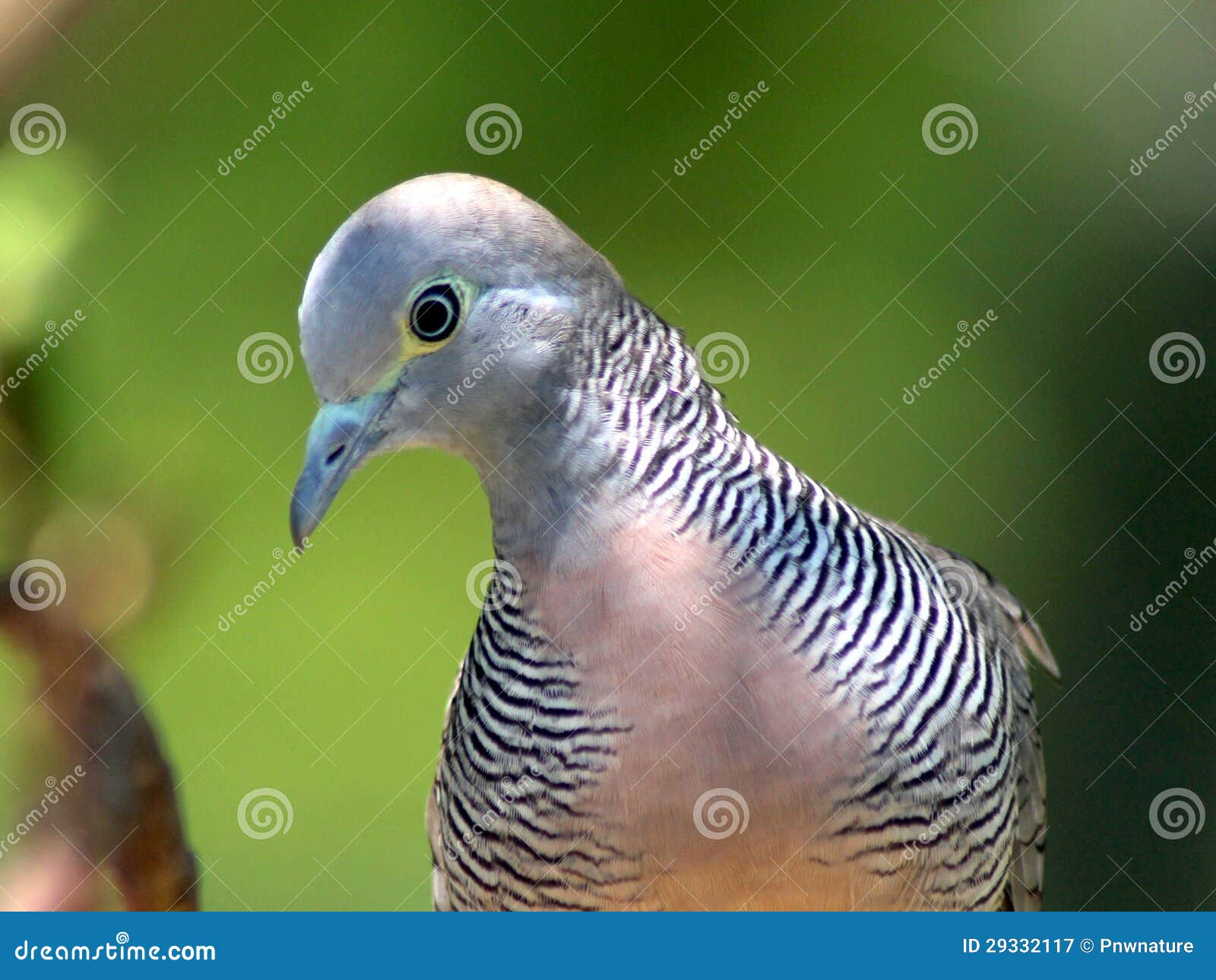 Zebra Dove Closeup stock image. Image of dove, bird, nature - 29332117