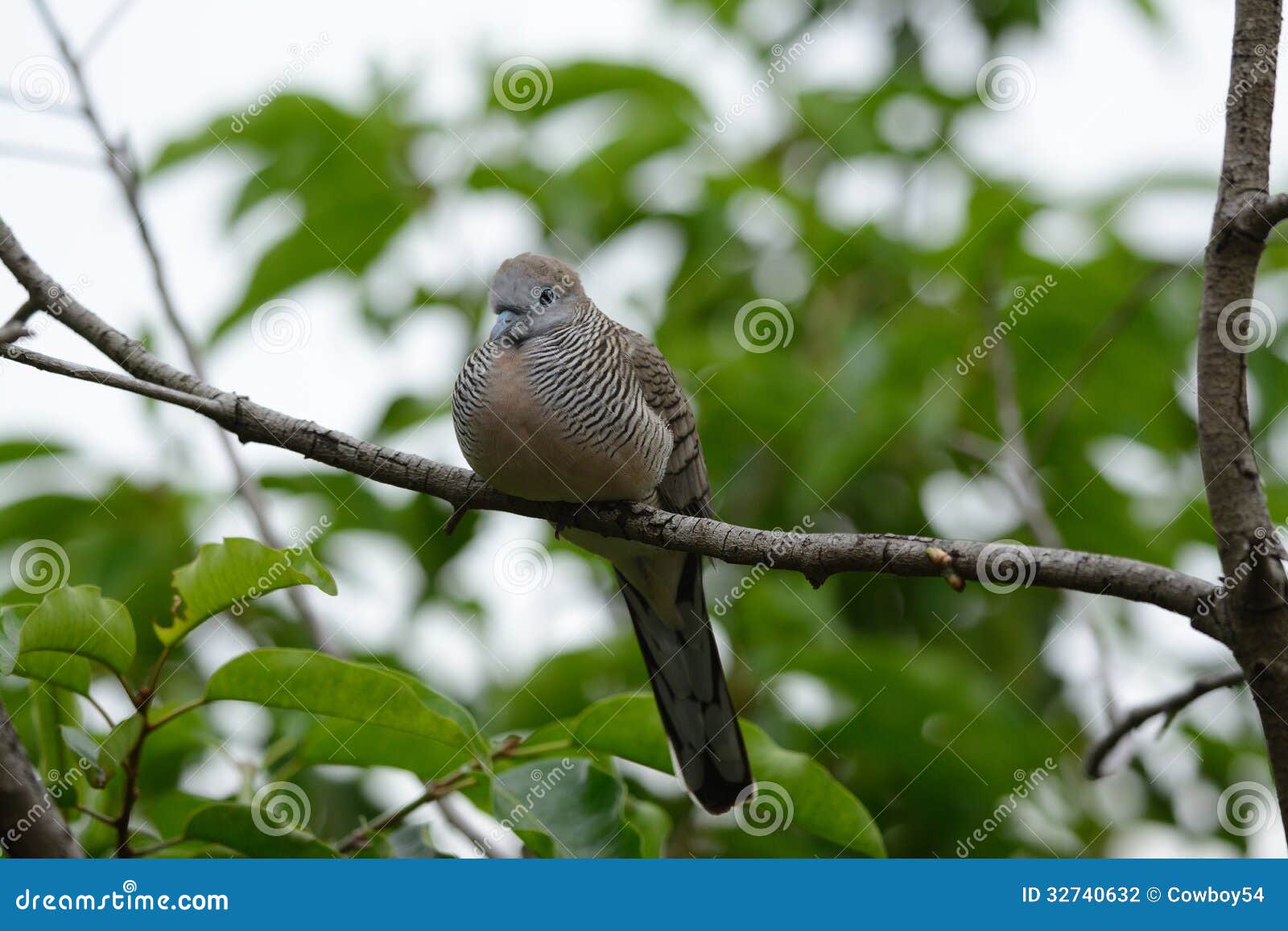 Zebra Dove (Geopelia Striata) Stock Photo - Image of geopelia, looking ...