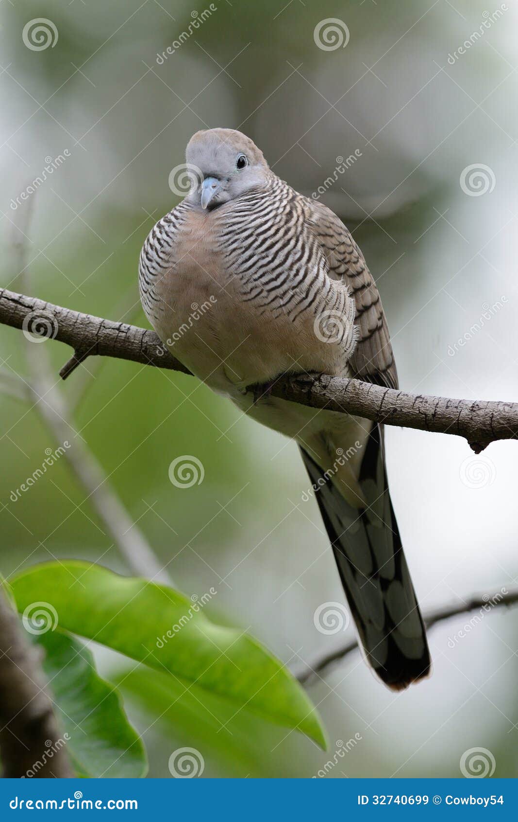 Zebra Dove (Geopelia Striata) Stock Image - Image of birder, beautiful ...