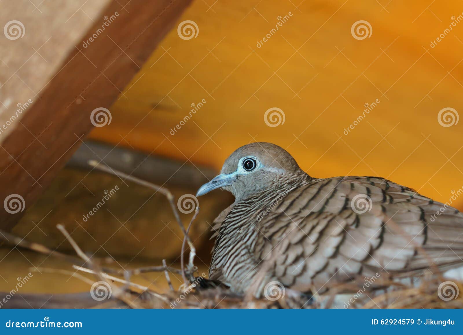 Zebra Dove (Geopelia Striata) Stock Image - Image of plumage, natural ...