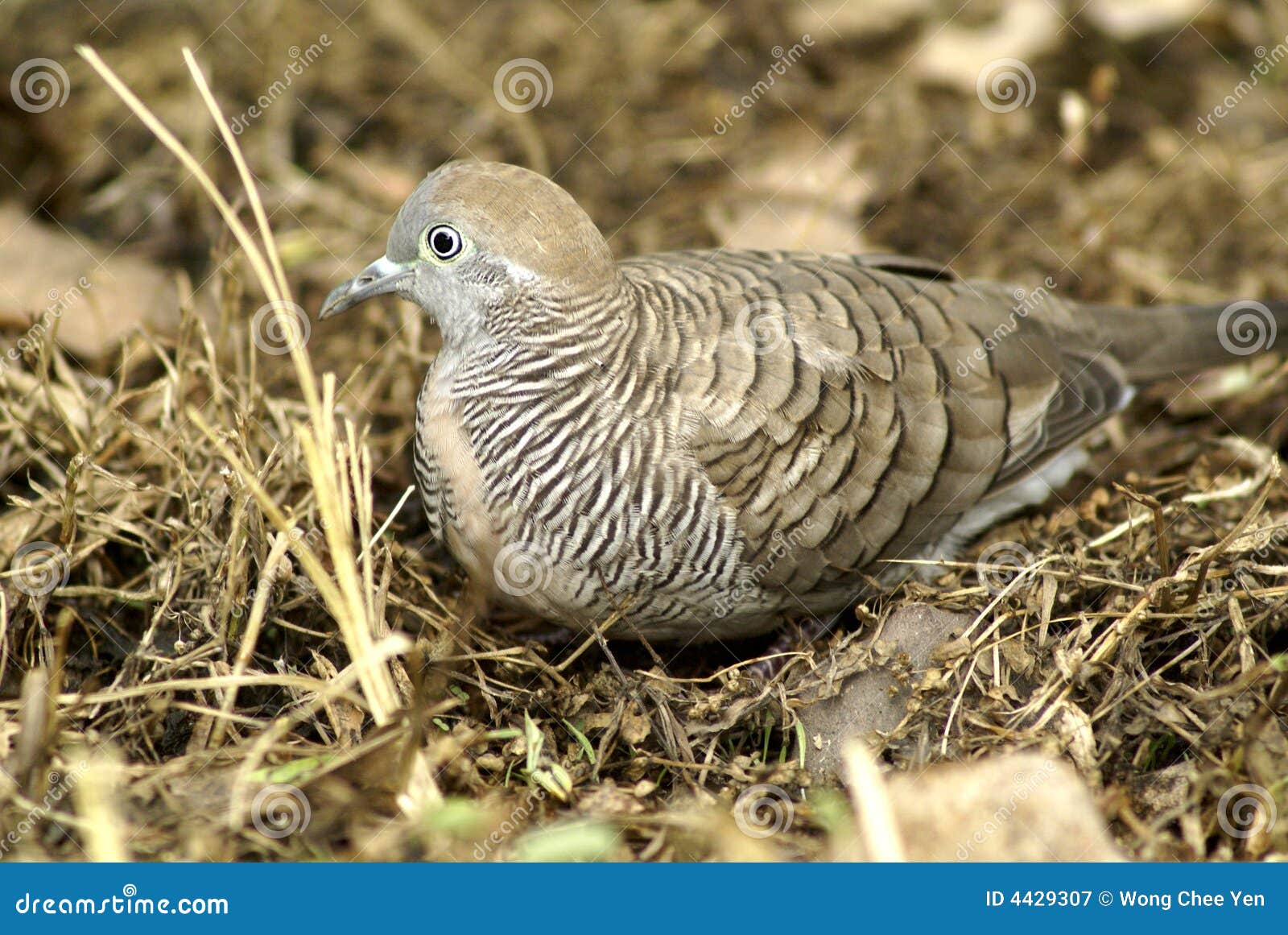 Zebra dove on ground stock image. Image of bird, asian - 4429307