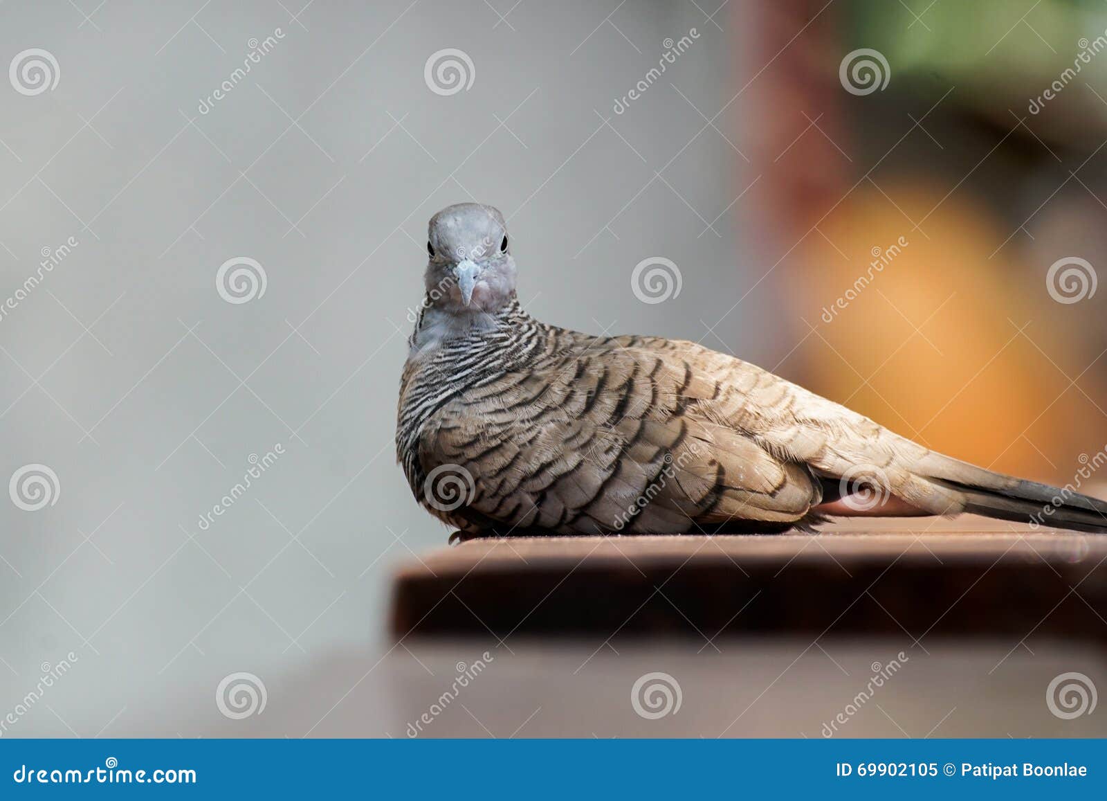 Zebra Dove Looking at the Camera Stock Image - Image of dove, feather ...