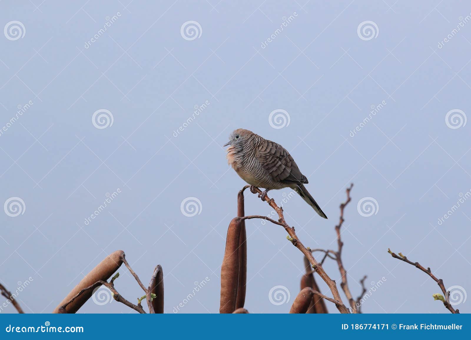 Zebra Dove Perching on the Tree Branch Big Island Hawaii,USA Stock ...