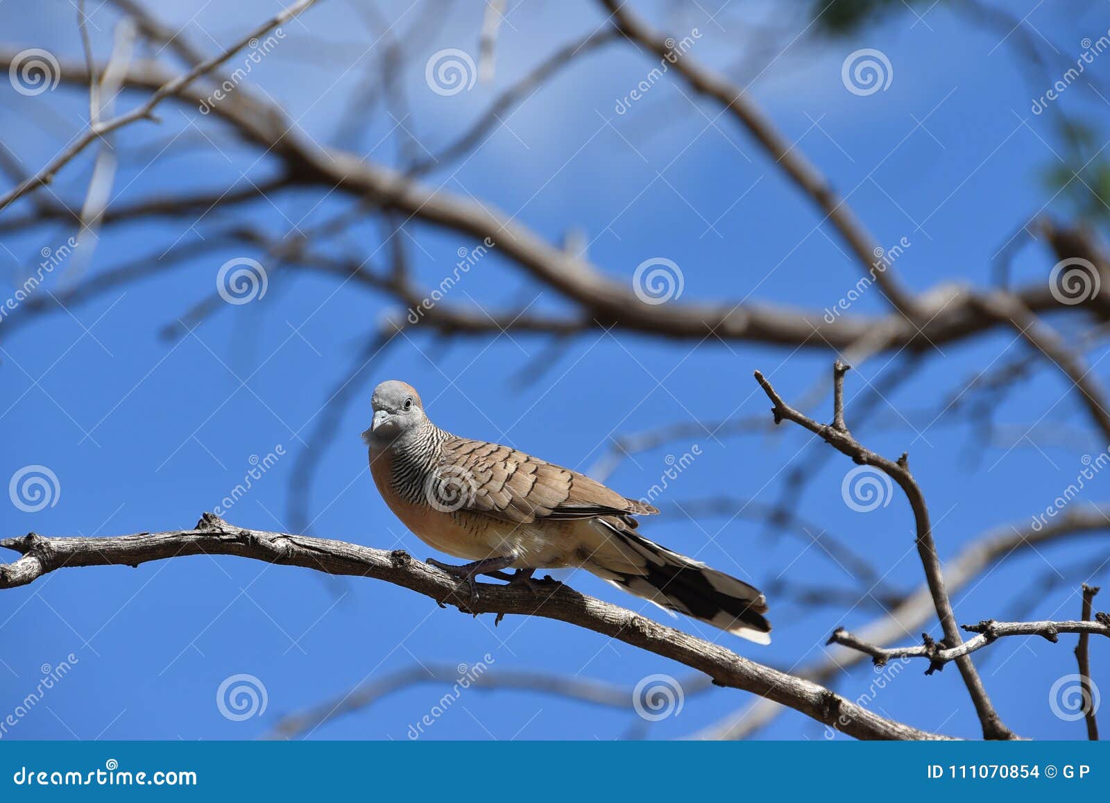 A zebra dove stock photo. Image of beak, tree, sitting - 111070854