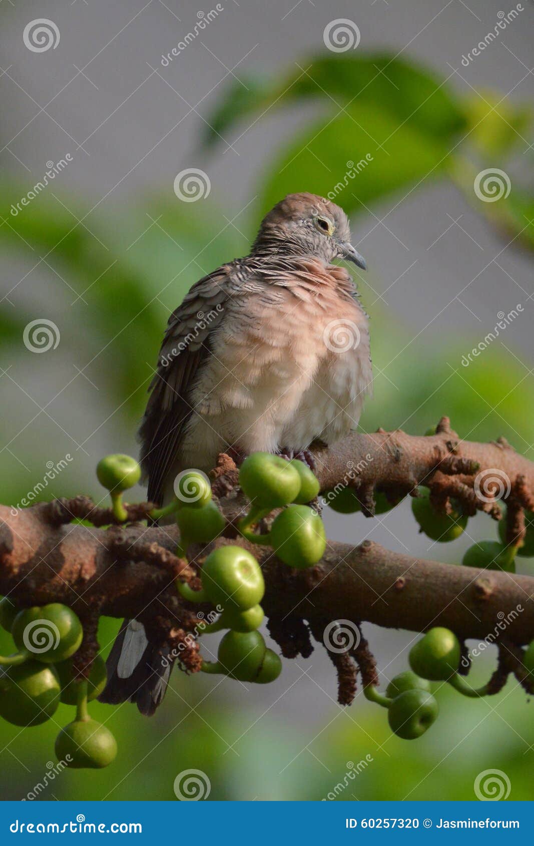 1,131 Dove Standing Ground Stock Photos - Free & Royalty-Free Stock ...