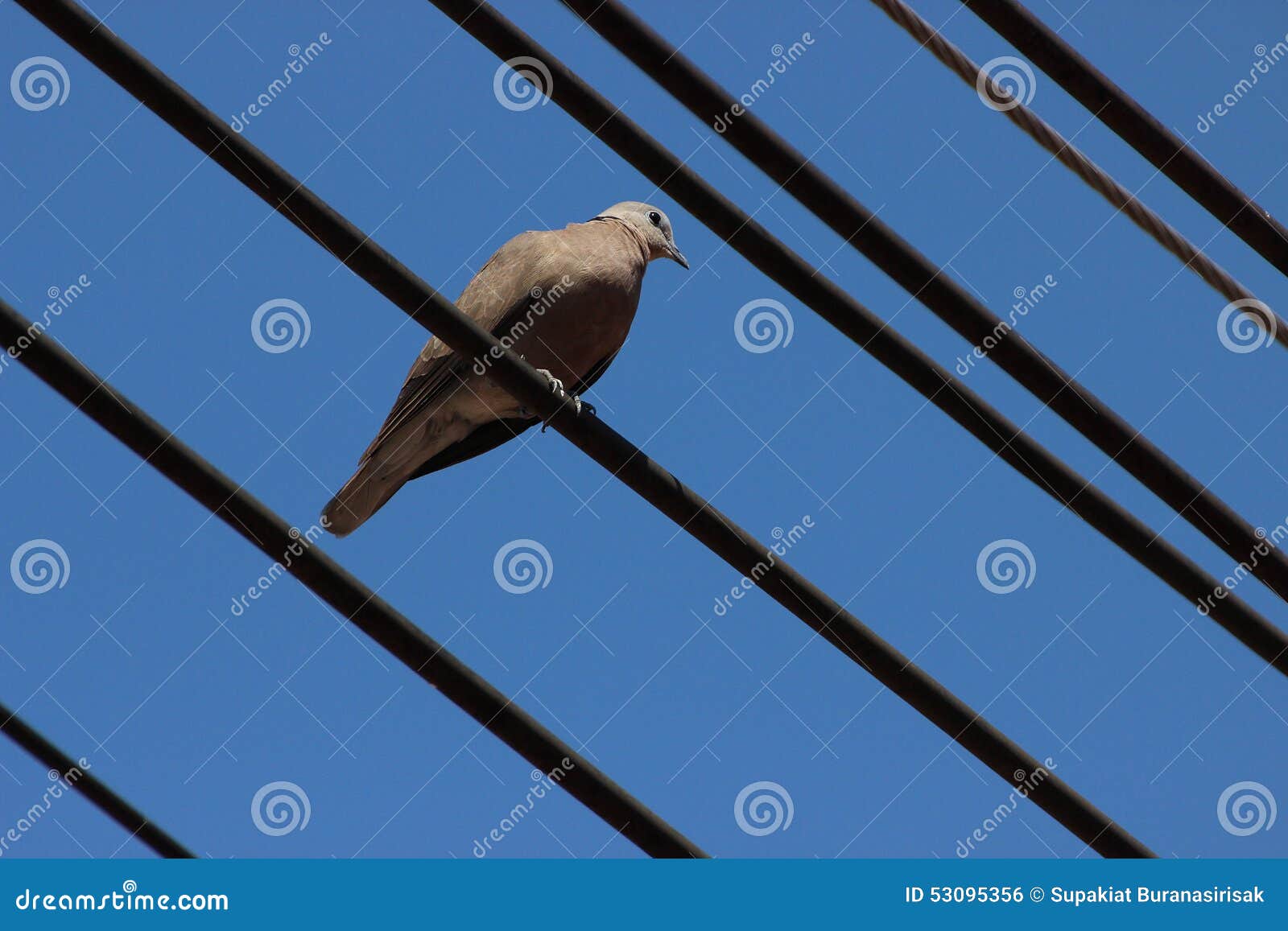 Zebra doves stock photo. Image of ideas, metal, friendship - 53095356