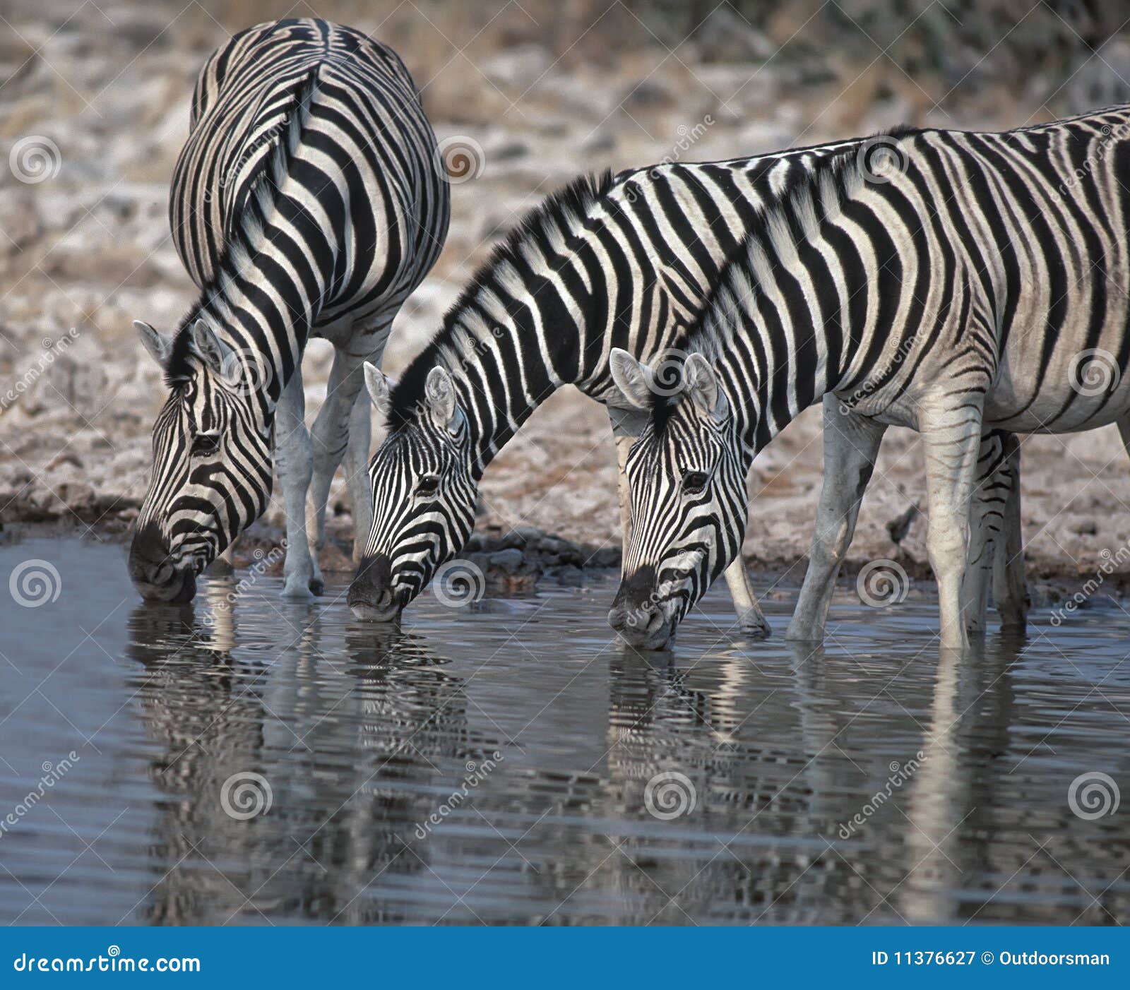 Zebra drinking stock image. Image of drinking, nature - 11376627