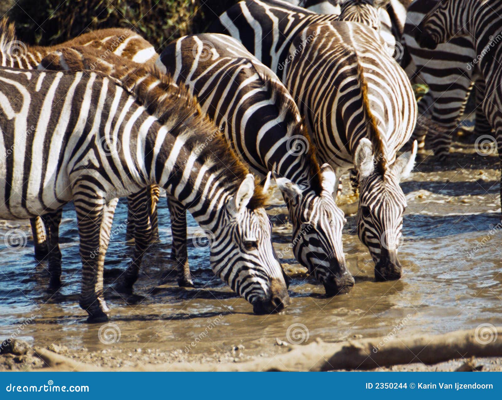 Zebra drinking stock photo. Image of gamereserve, zebras - 2350244