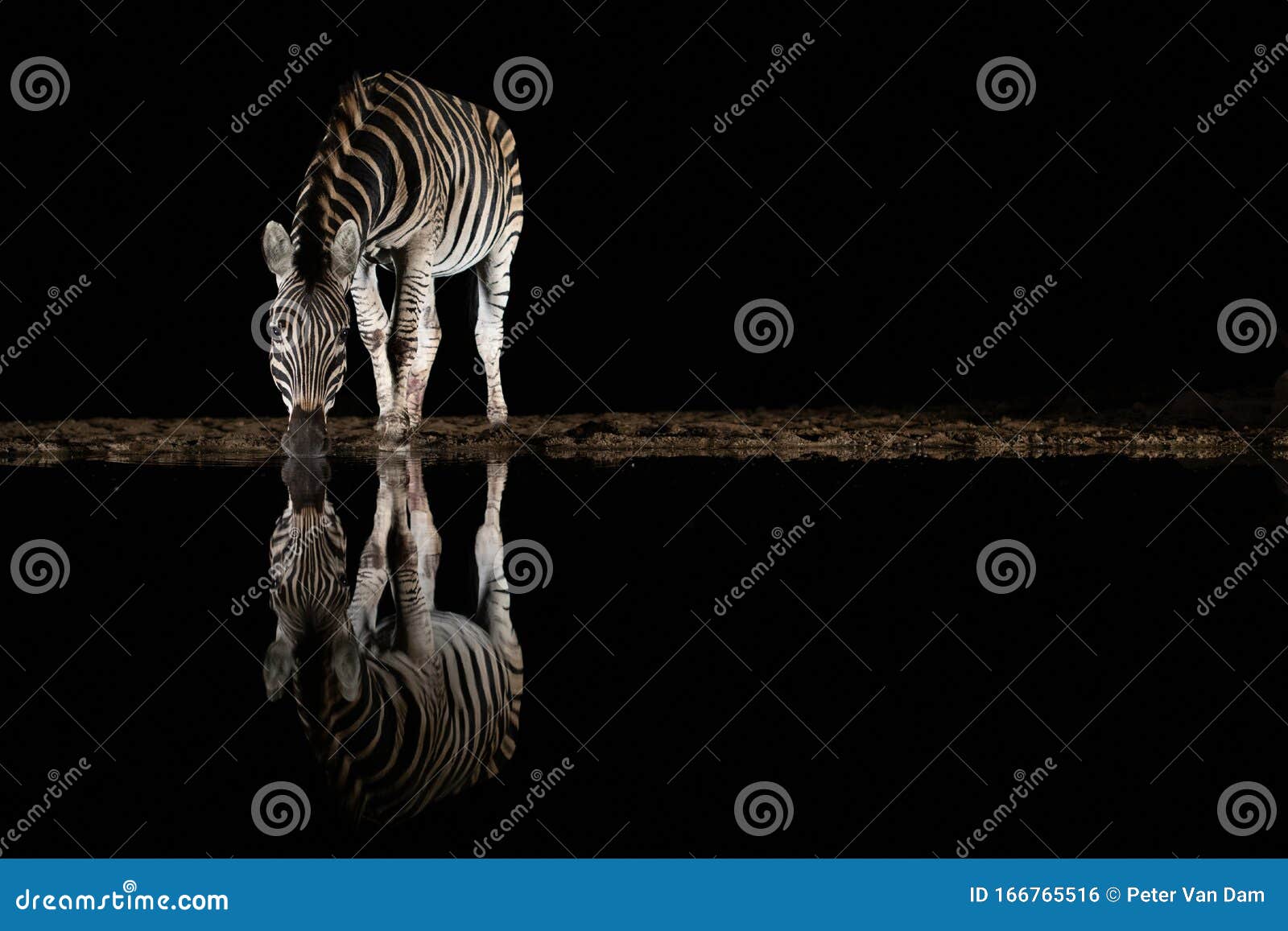 Zebra Drinking from a Pool in the Night Stock Photo - Image of private ...