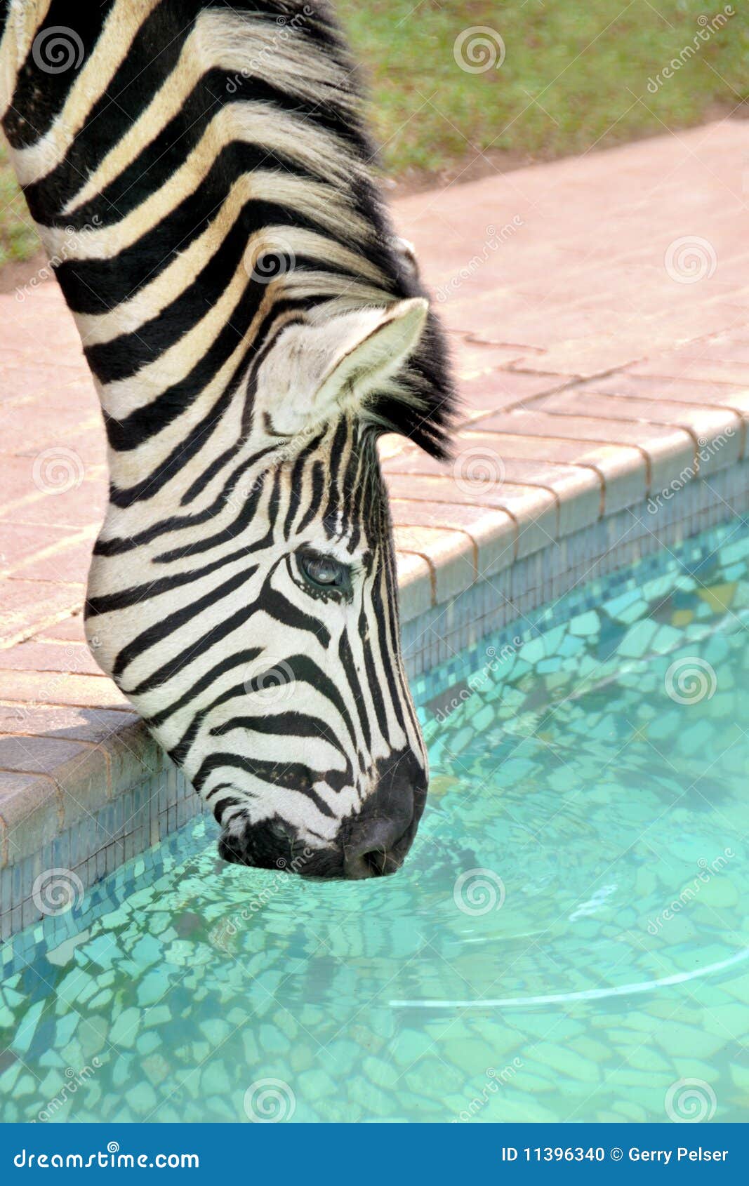Zebra Drinking by the Swimming Pool Stock Photo - Image of close ...