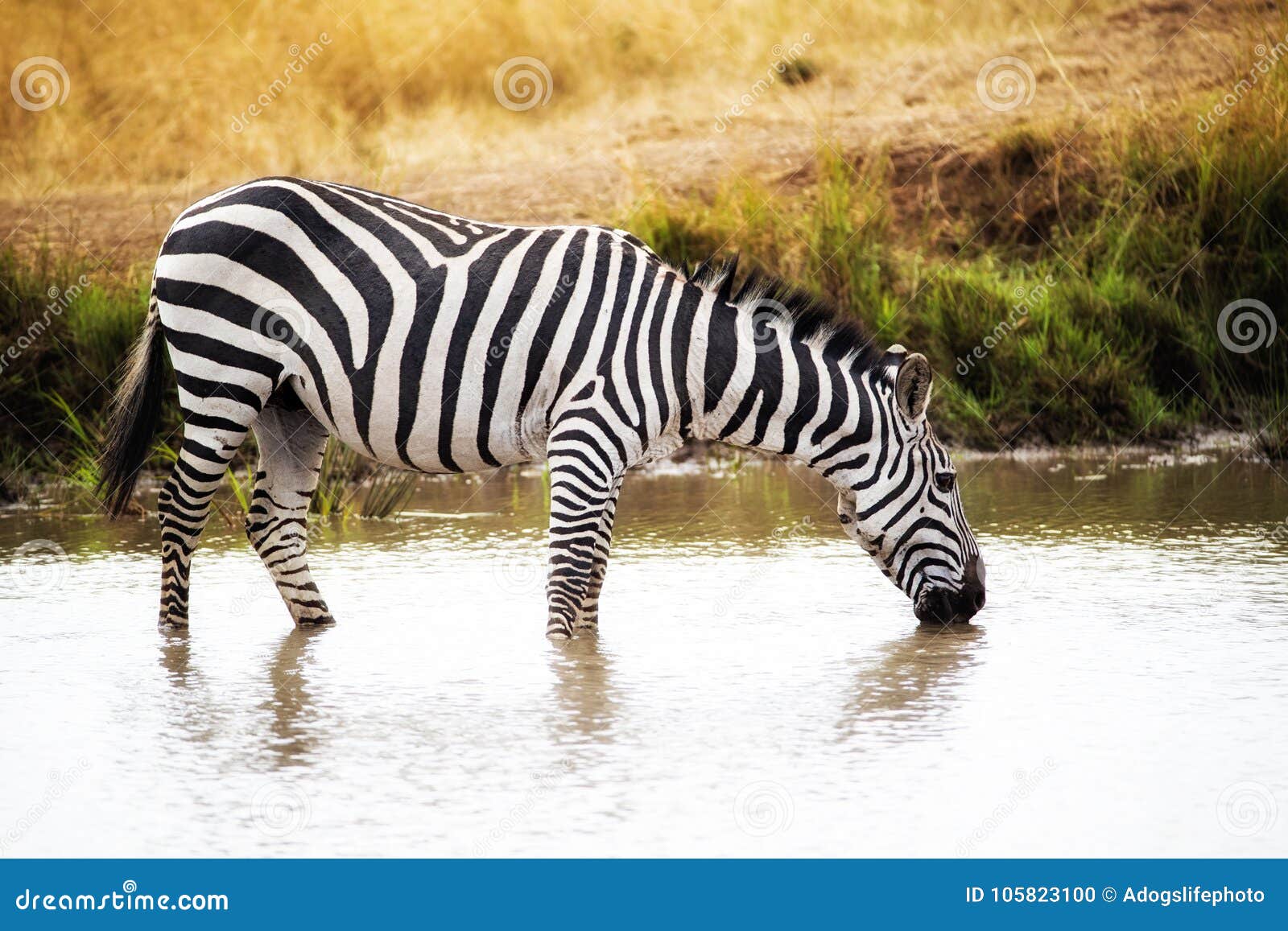 Zebra Drinking Water in Kenya Africa Stock Photo - Image of kenya ...