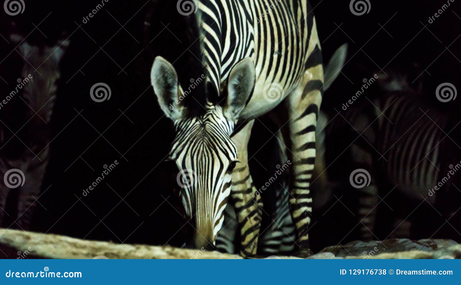 Zebra Drinking Water at Night Stock Photo - Image of wild, frontal ...