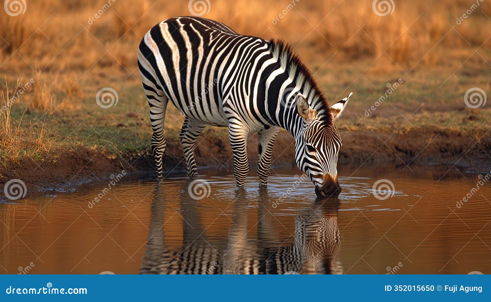Zebra Drinking Water from a Pond in African Savanna Stock Illustration ...