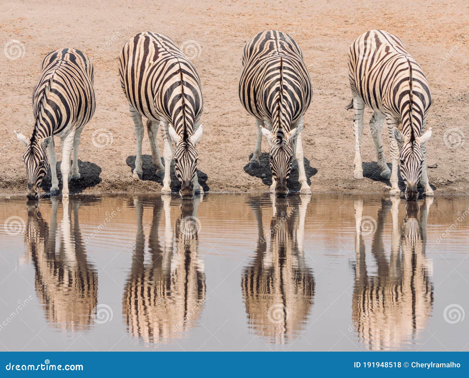 Zebra Drinking at a Waterhole, with Dramatic Reflections. Stock Photo ...