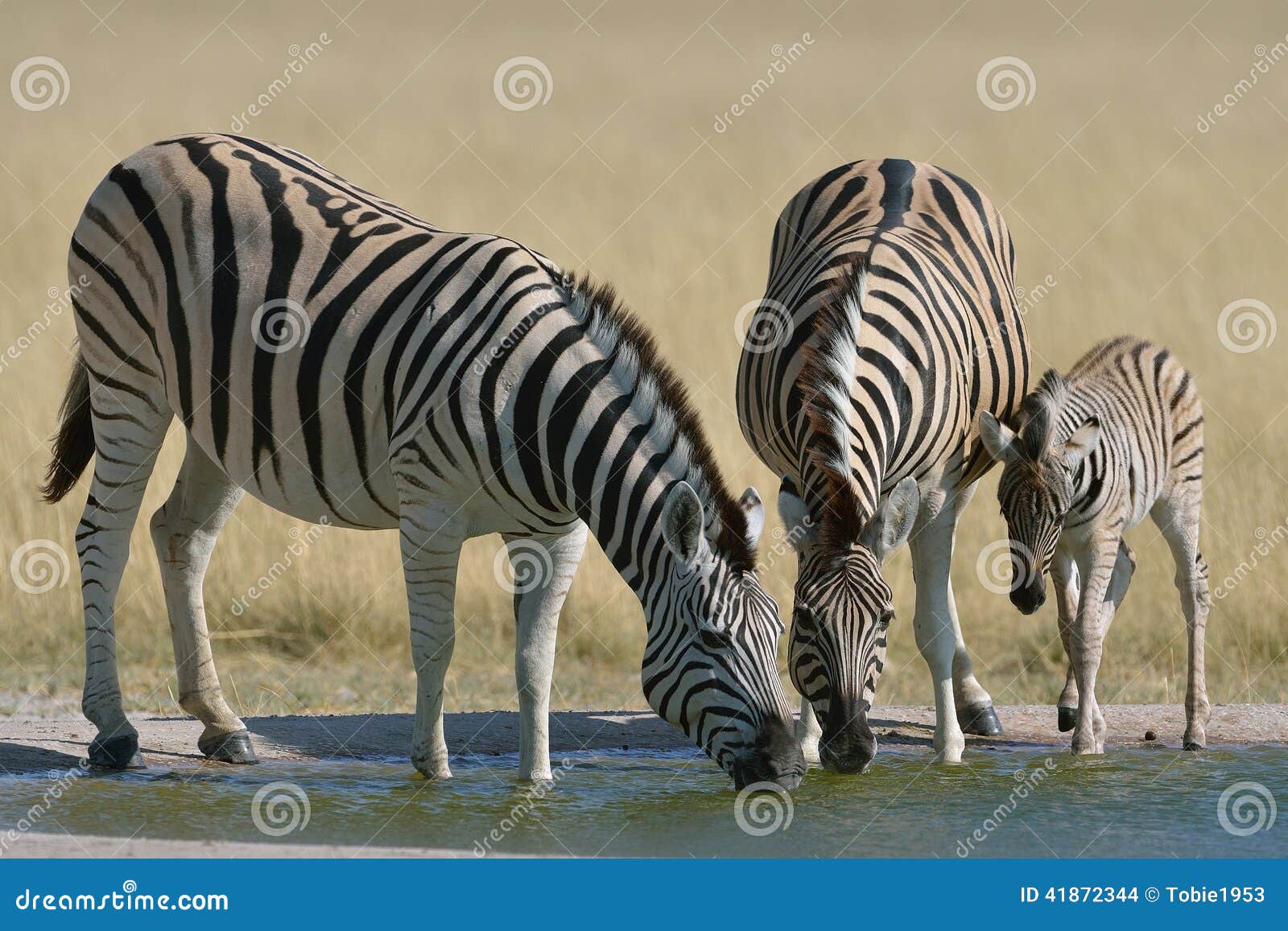 Zebra Drinking at Waterhole in Etosha National Park, Namibia Stock ...