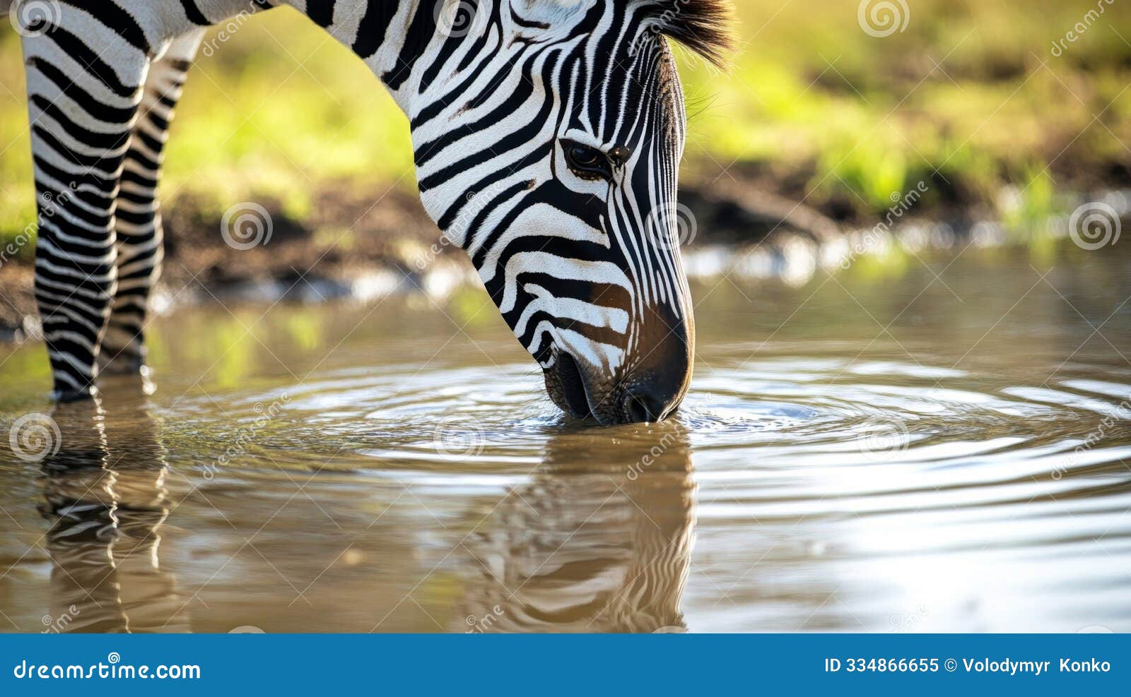 Zebra Drinking from a Waterhole in Sunlight. Wildlife and Nature ...