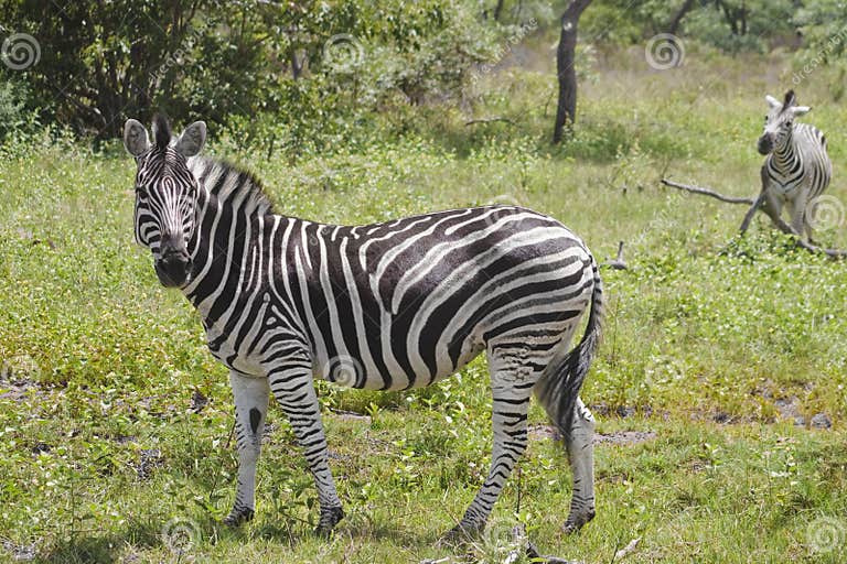 Zebra duo stock image. Image of black, portrait, reserve - 7661821