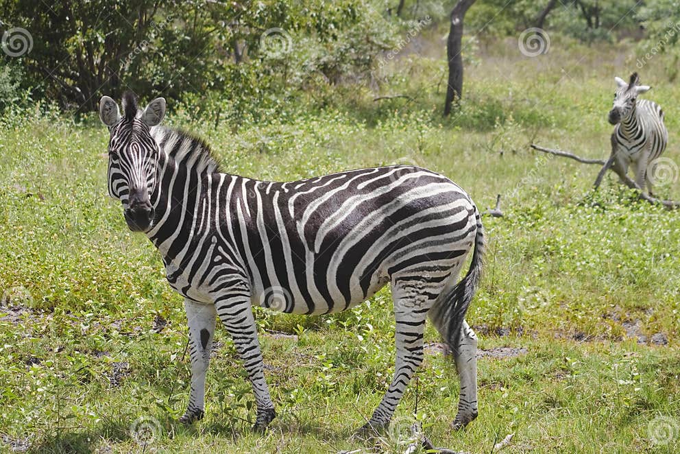Zebra duo stock image. Image of black, portrait, reserve - 7661821