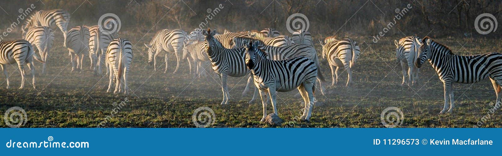 Zebra dust stock image. Image of desert, kalahari, green - 11296573