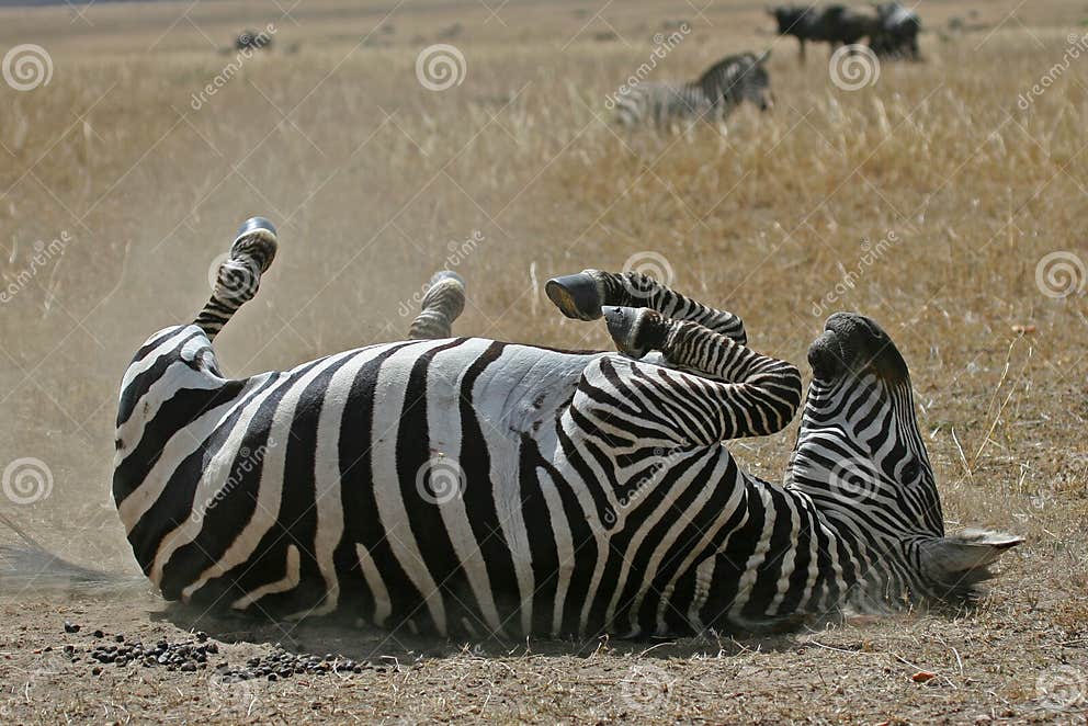 Zebra in Dust stock image. Image of equid, equus, wild - 1962947