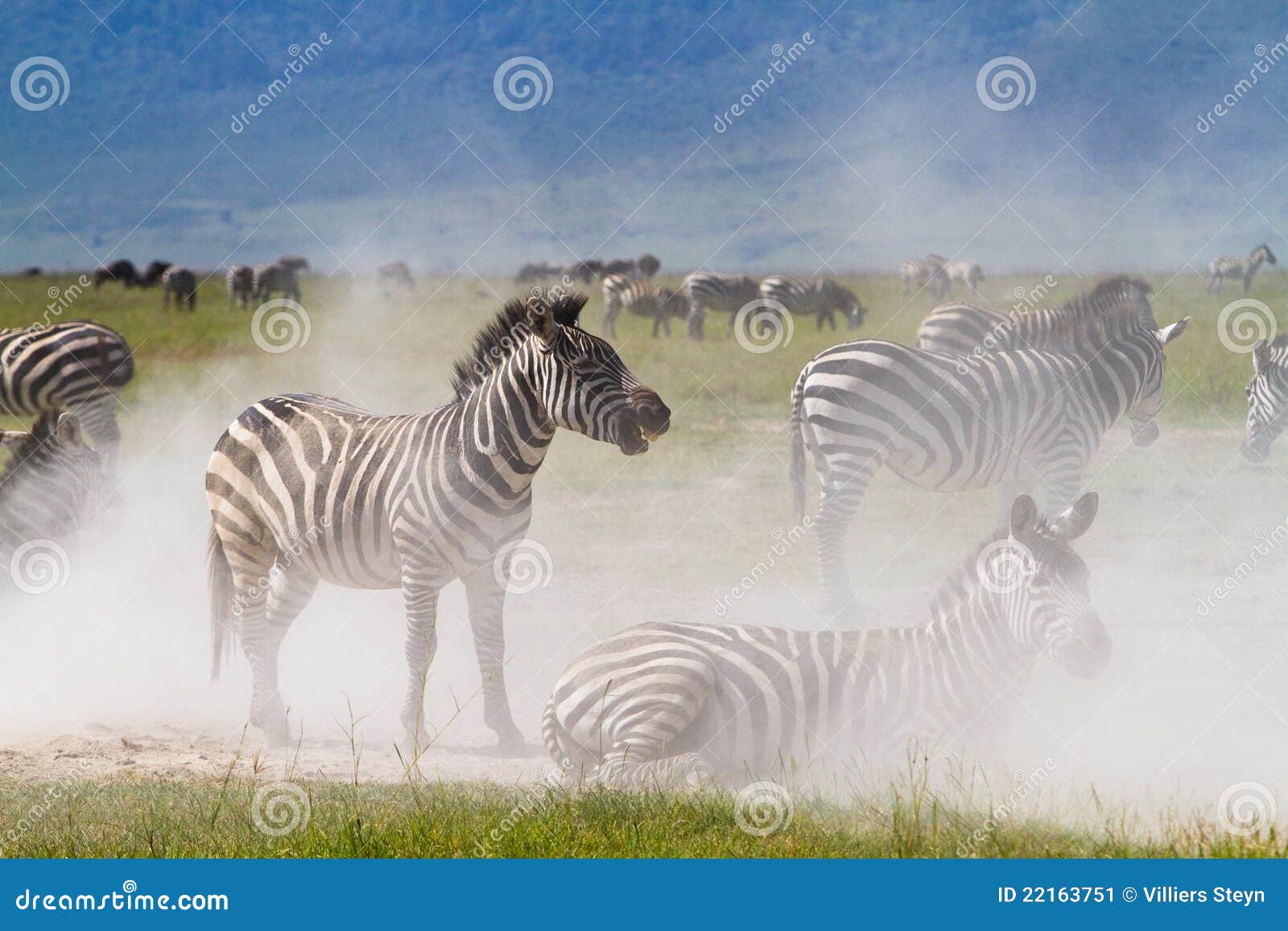Zebra dust bath stock image. Image of summer, ngorongoro - 22163751