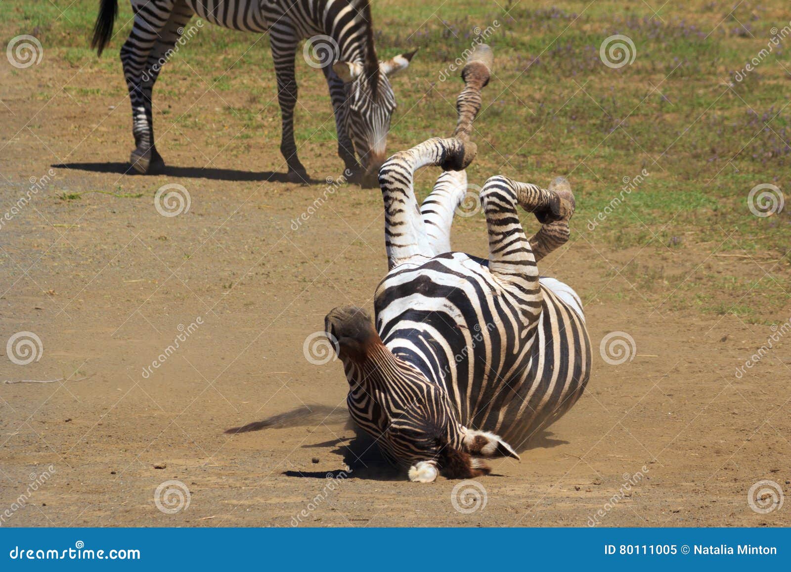 Zebra in the dust stock image. Image of zebra, mammal - 80111005