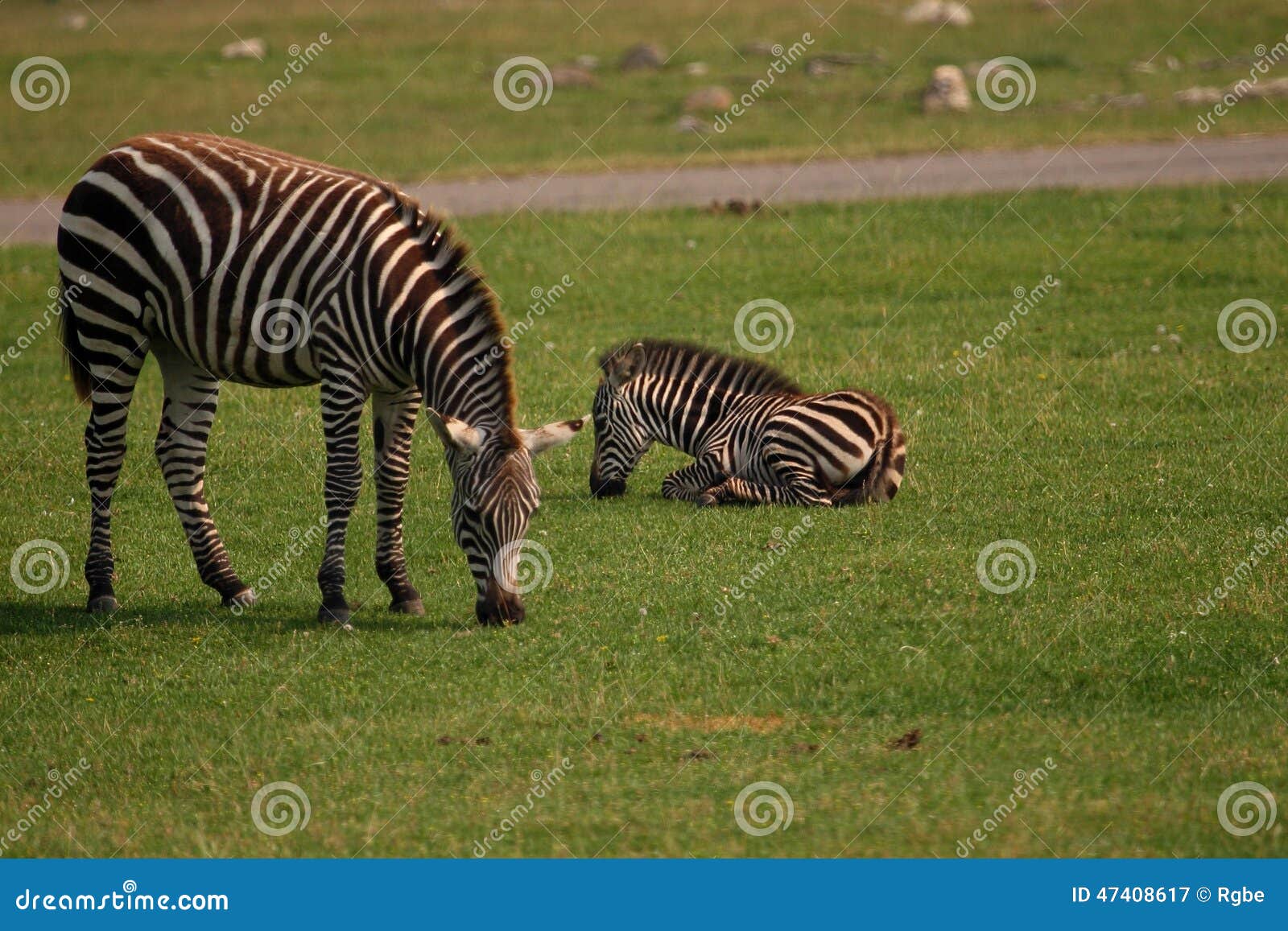 Zebra e filhote imagem de stock. Imagem de curso, zebra - 47408617