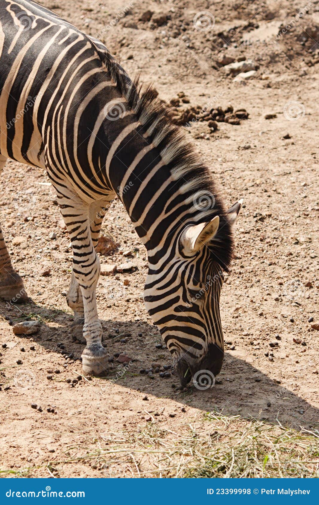 Zebra Eating stock photo. Image of black, animal, thailand - 23399998