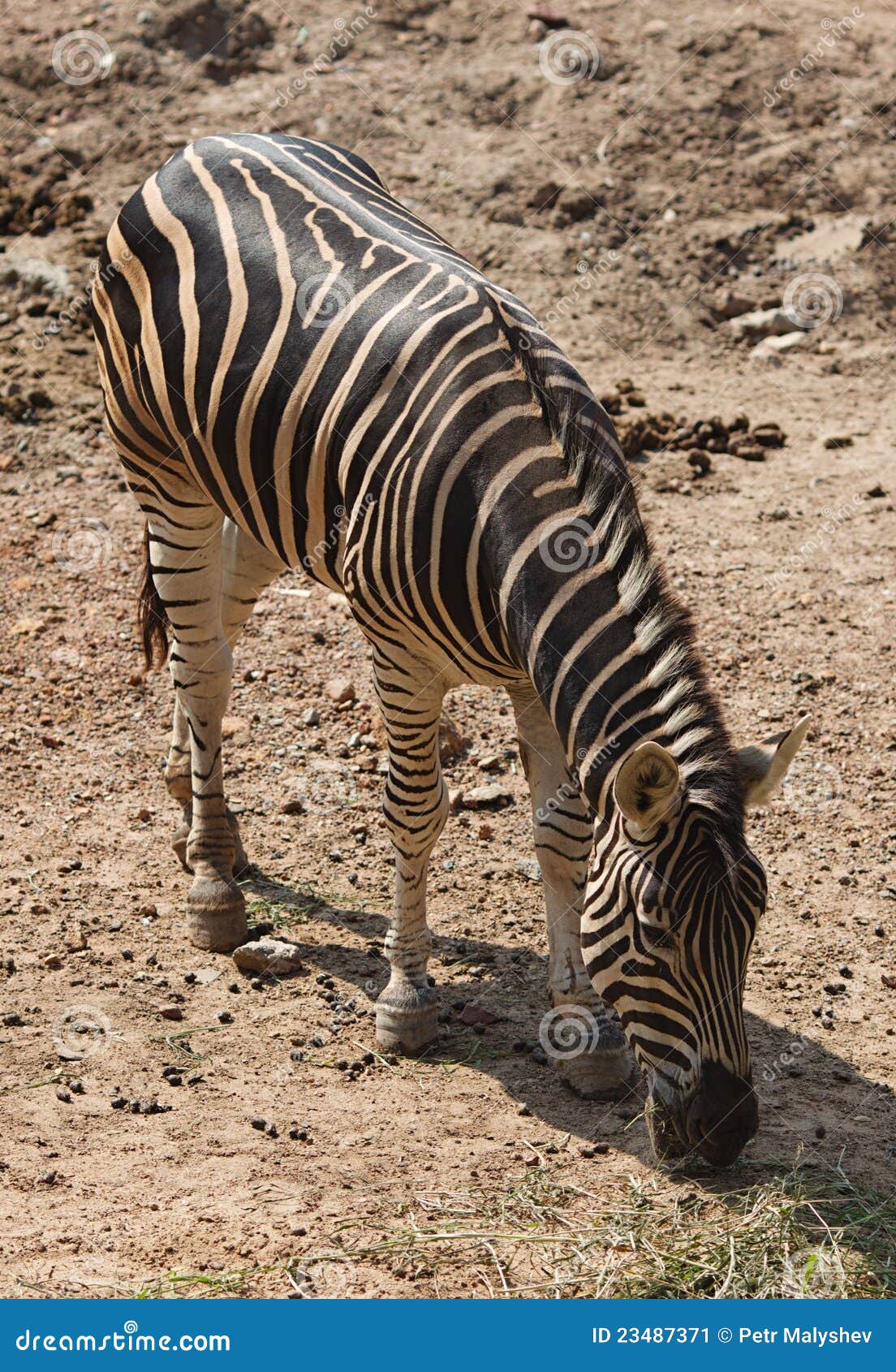 Zebra Eating stock image. Image of grass, bangkok, siam - 23487371