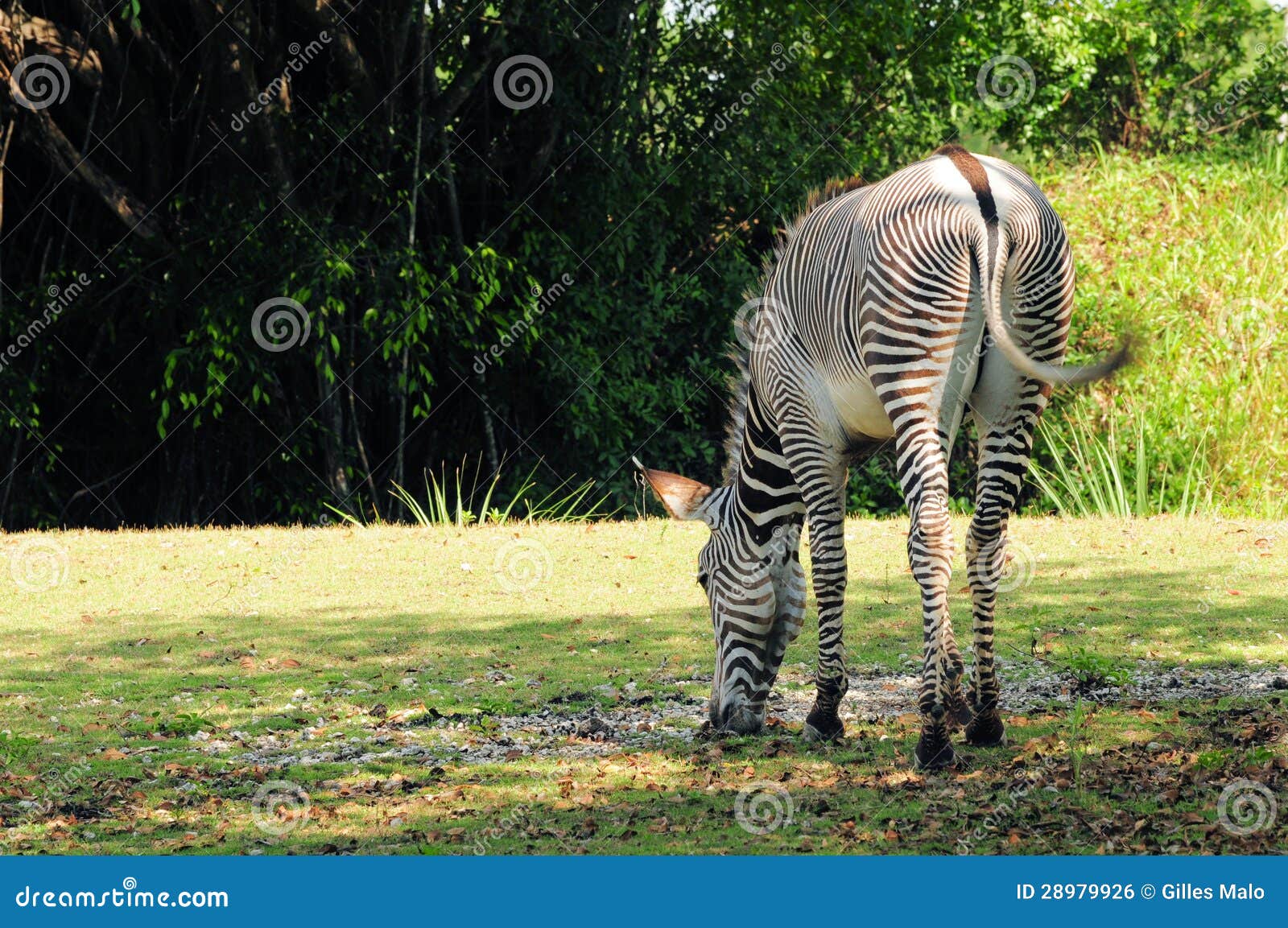 Zebra eating stock photo. Image of beast, close, animals - 28979926