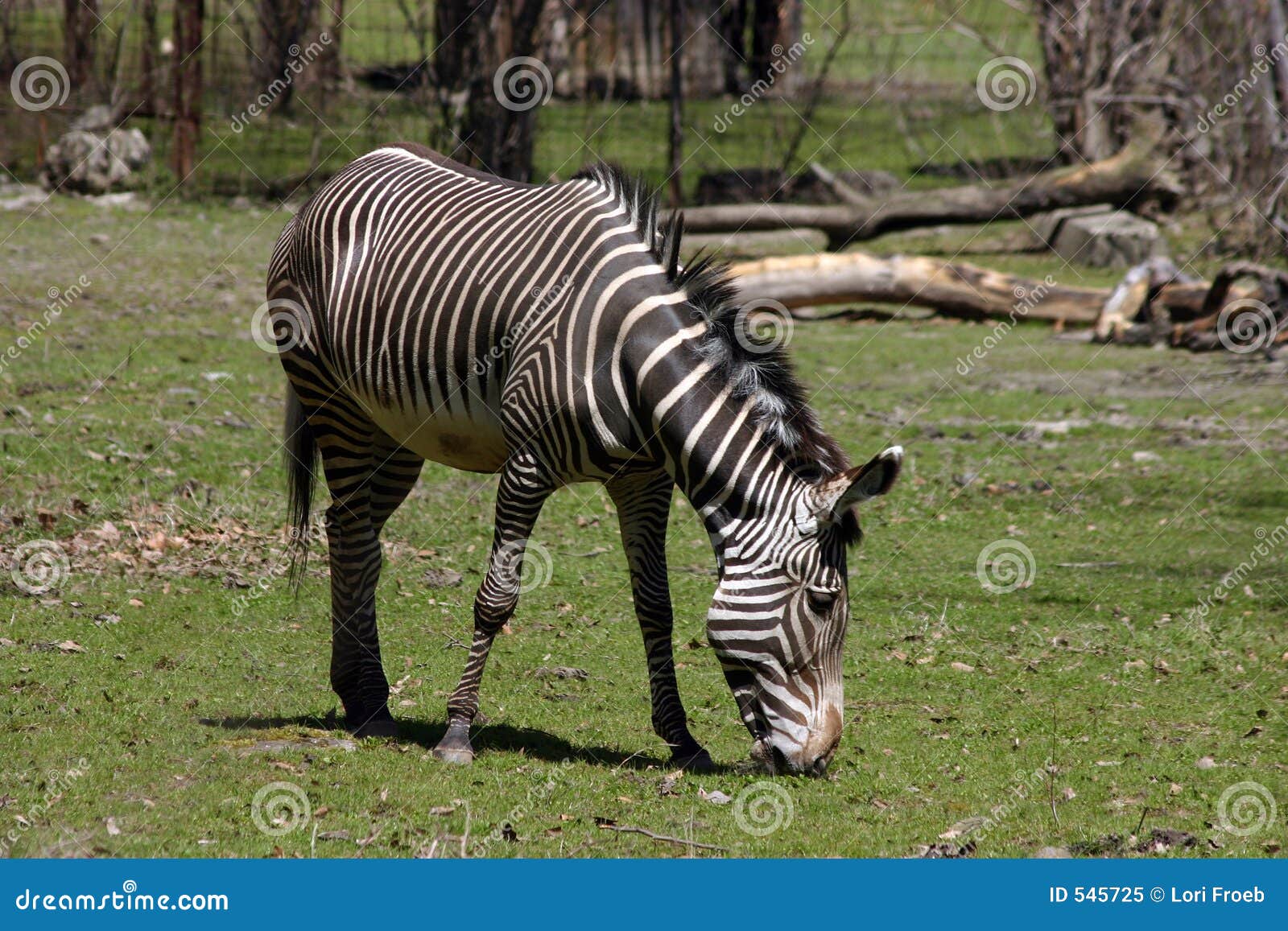 Zebra Eating stock image. Image of animal, africa, savannah - 545725