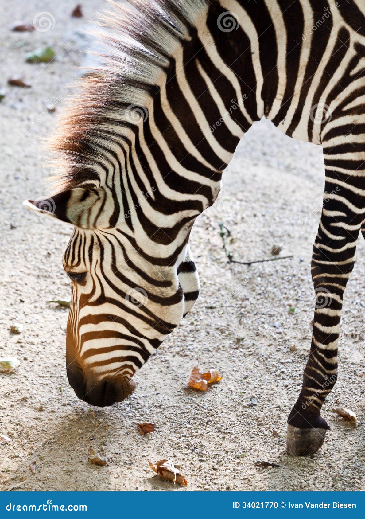 Zebra eating stock photo. Image of nature, wild, animal - 34021770