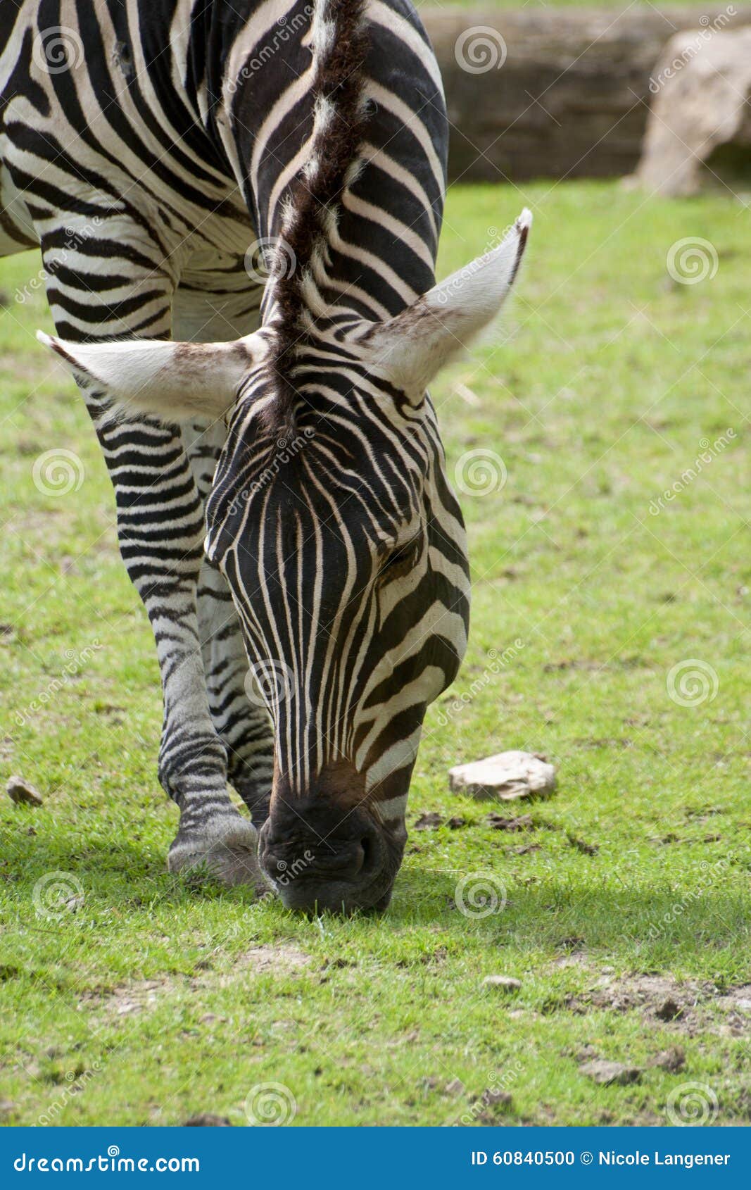 Zebra eating stock photo. Image of eating, africa, hooves - 60840500