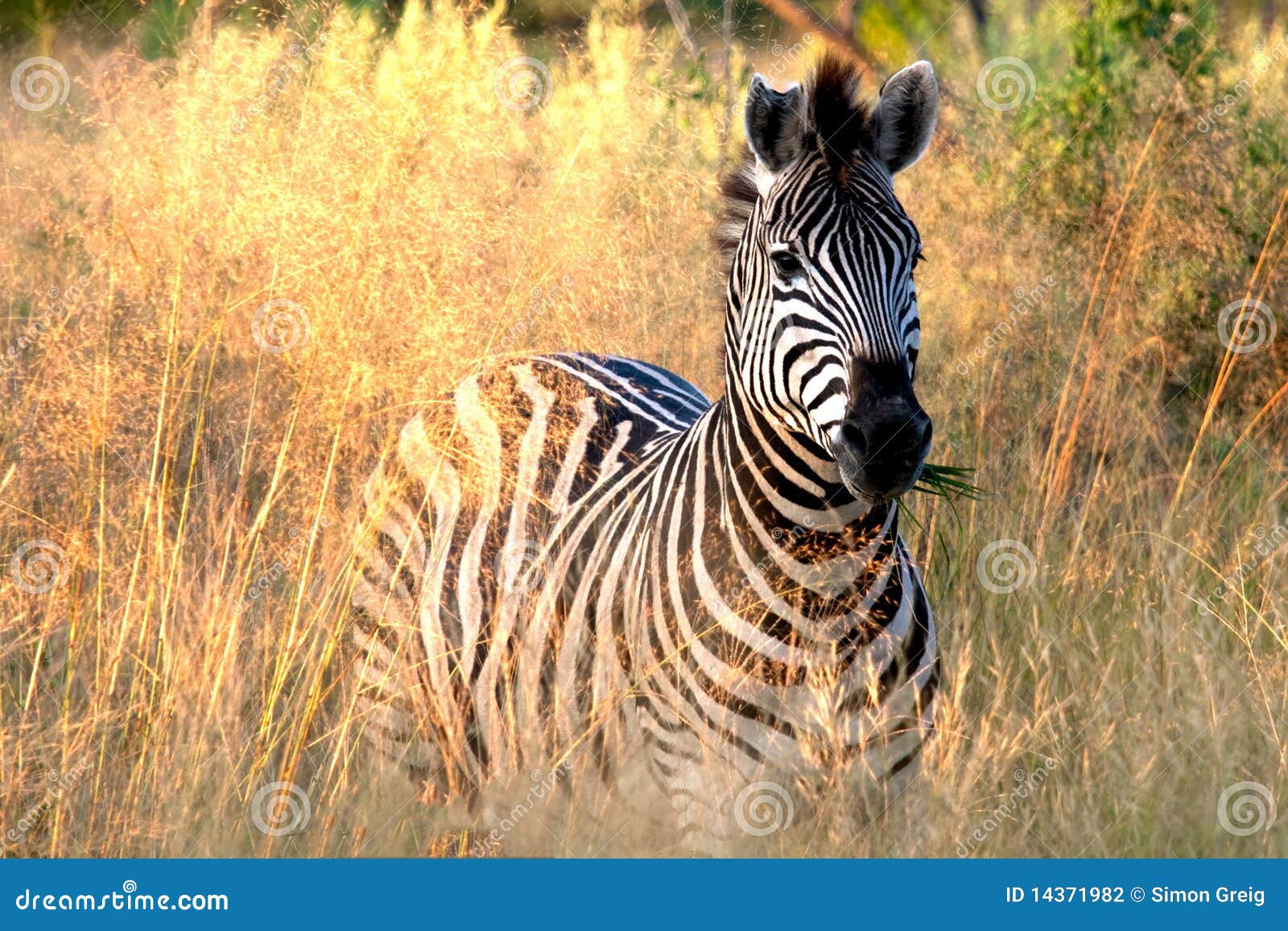 Zebra Eating Grass stock photo. Image of grass, mammal - 14371982