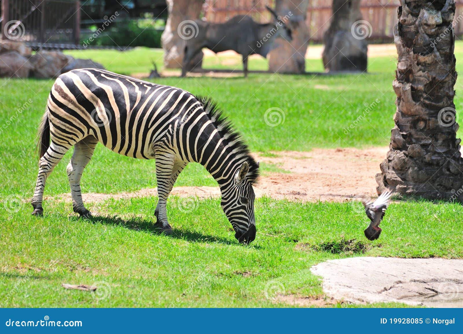 Zebra eating the grass stock image. Image of wild, pattern - 19928085