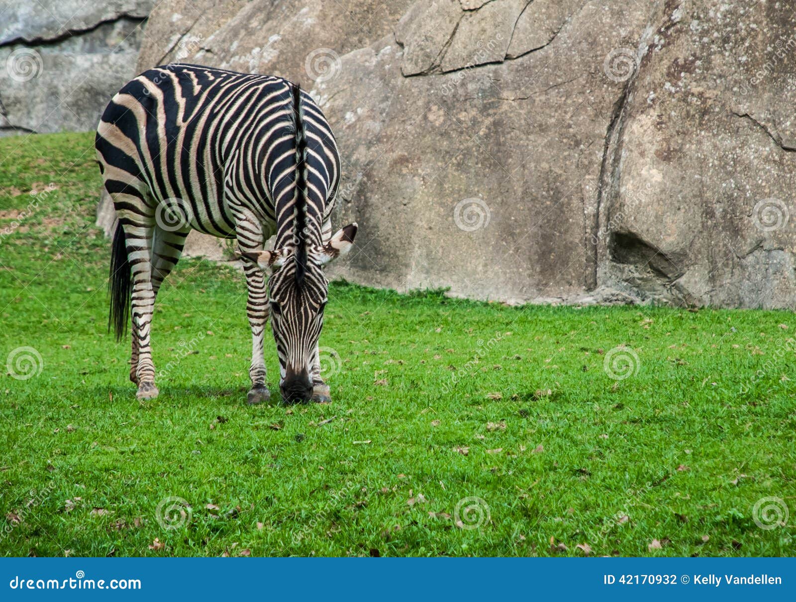 Zebra eating grass stock photo. Image of animal, green - 42170932
