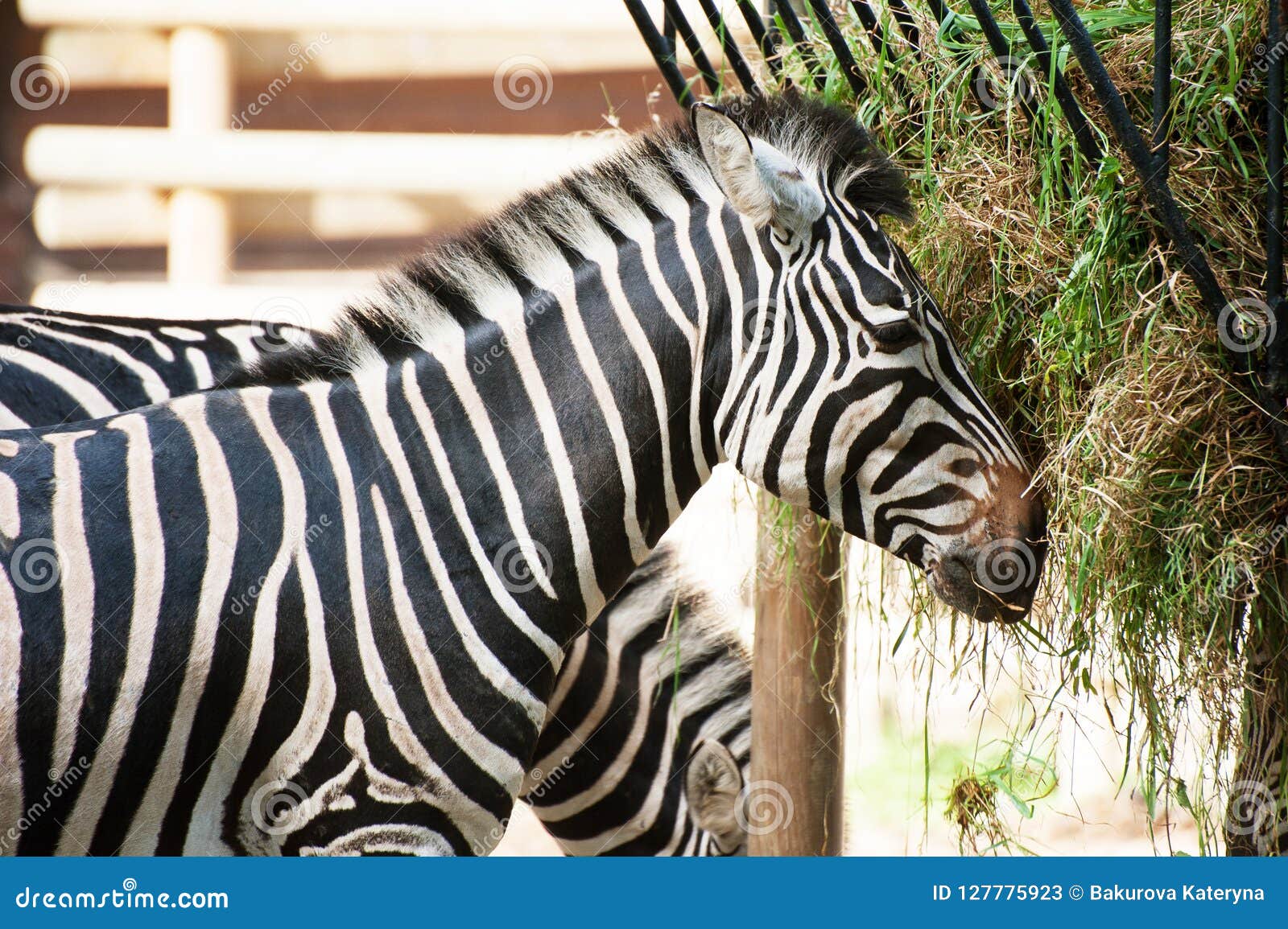 Zebra is Eating Grass Close Up Stock Image - Image of african, wild ...