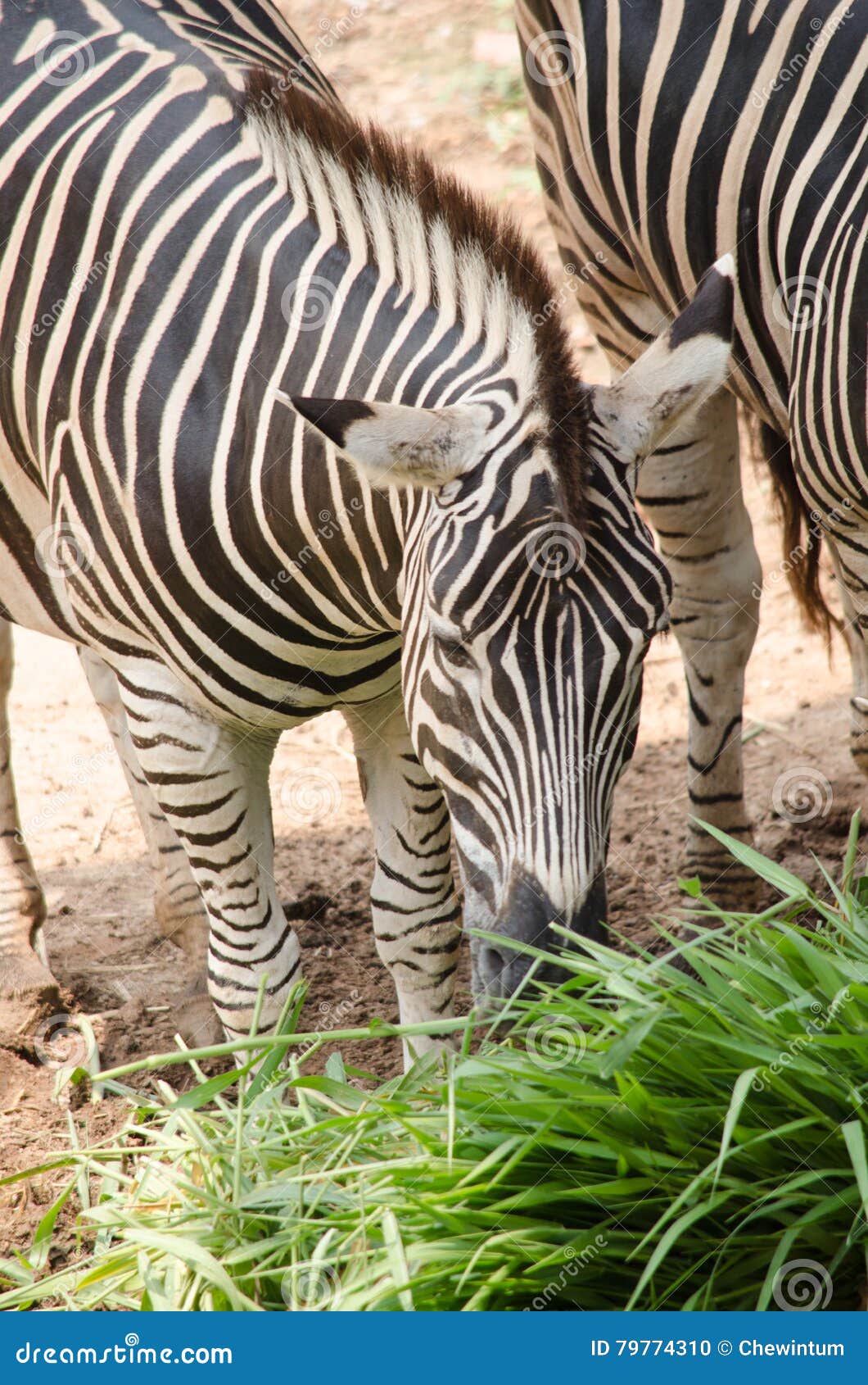 Zebra stock photo. Image of falls, african, autumn, beautiful - 79774310