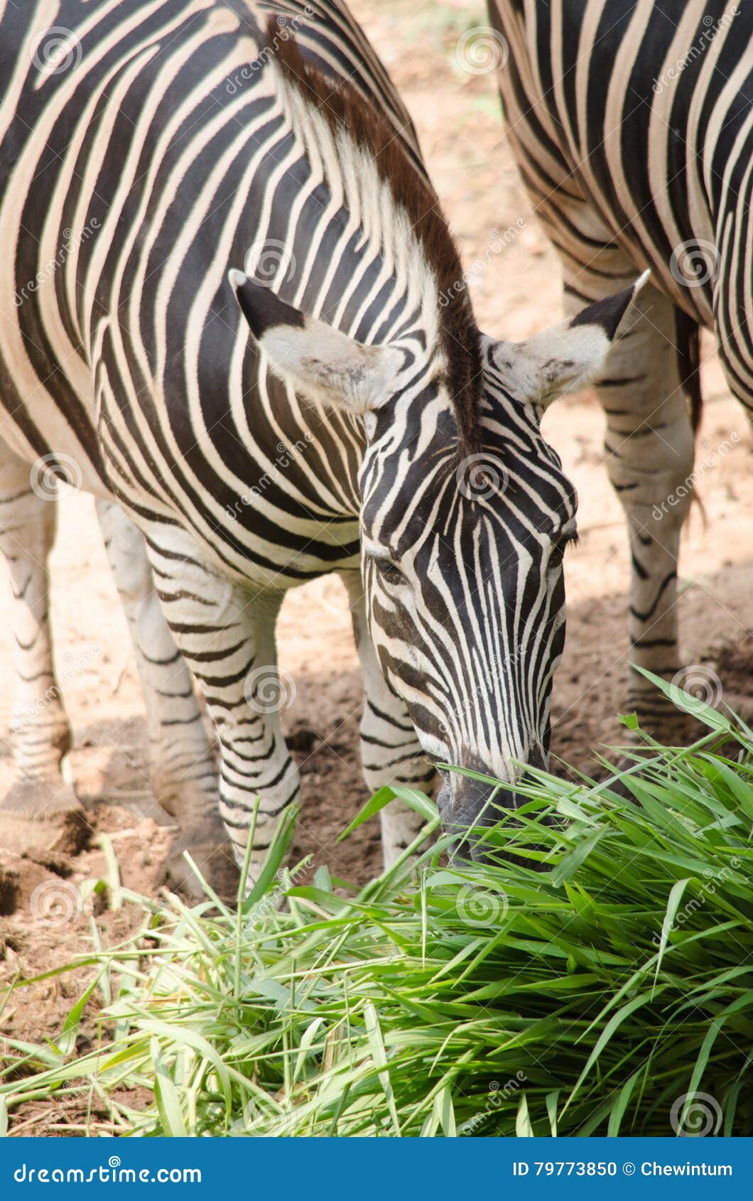 Zebra stock photo. Image of motion, flowing, plant, mammal - 79773850