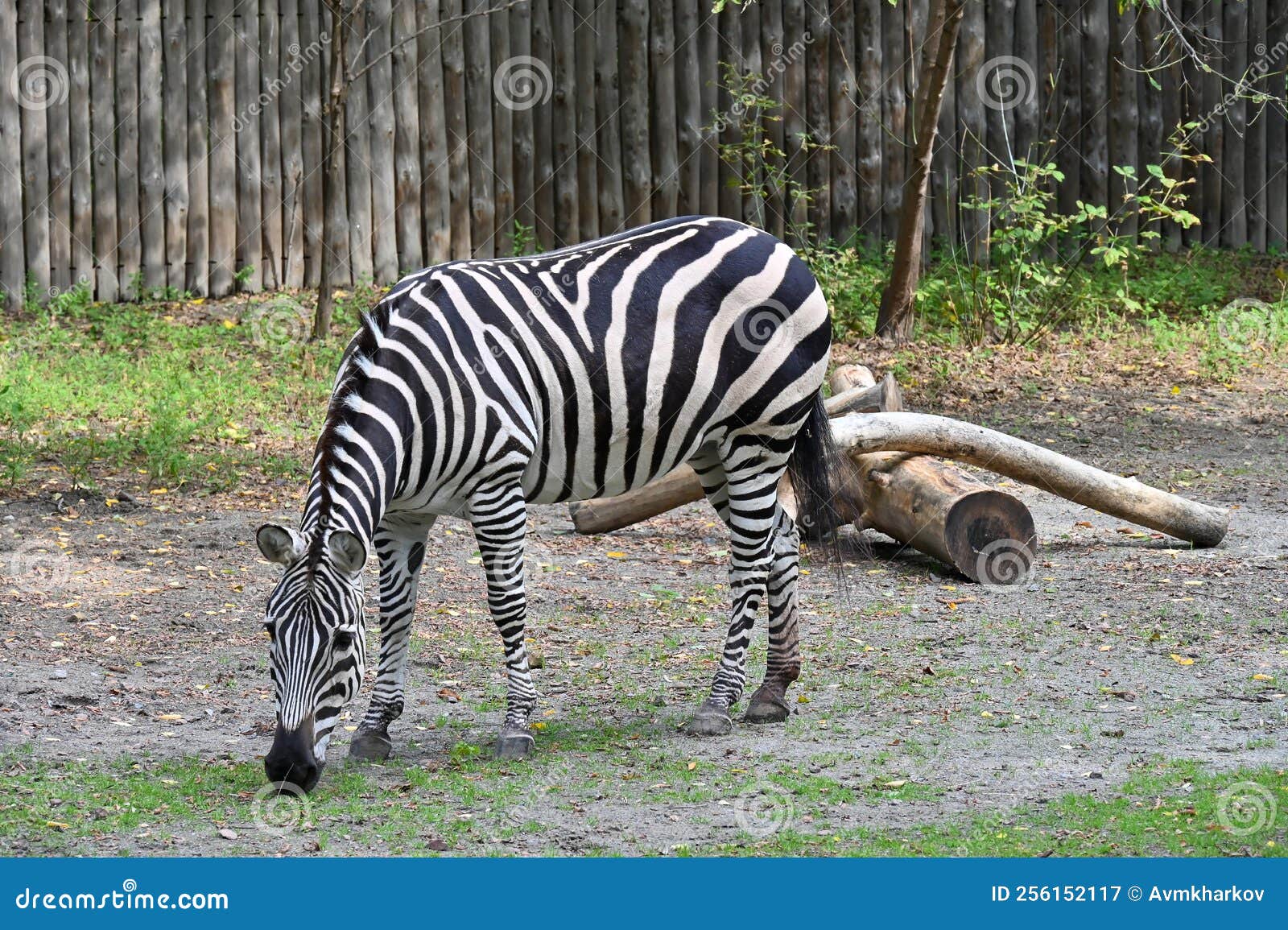 Zebra on the farm stock image. Image of black, nature - 256152117
