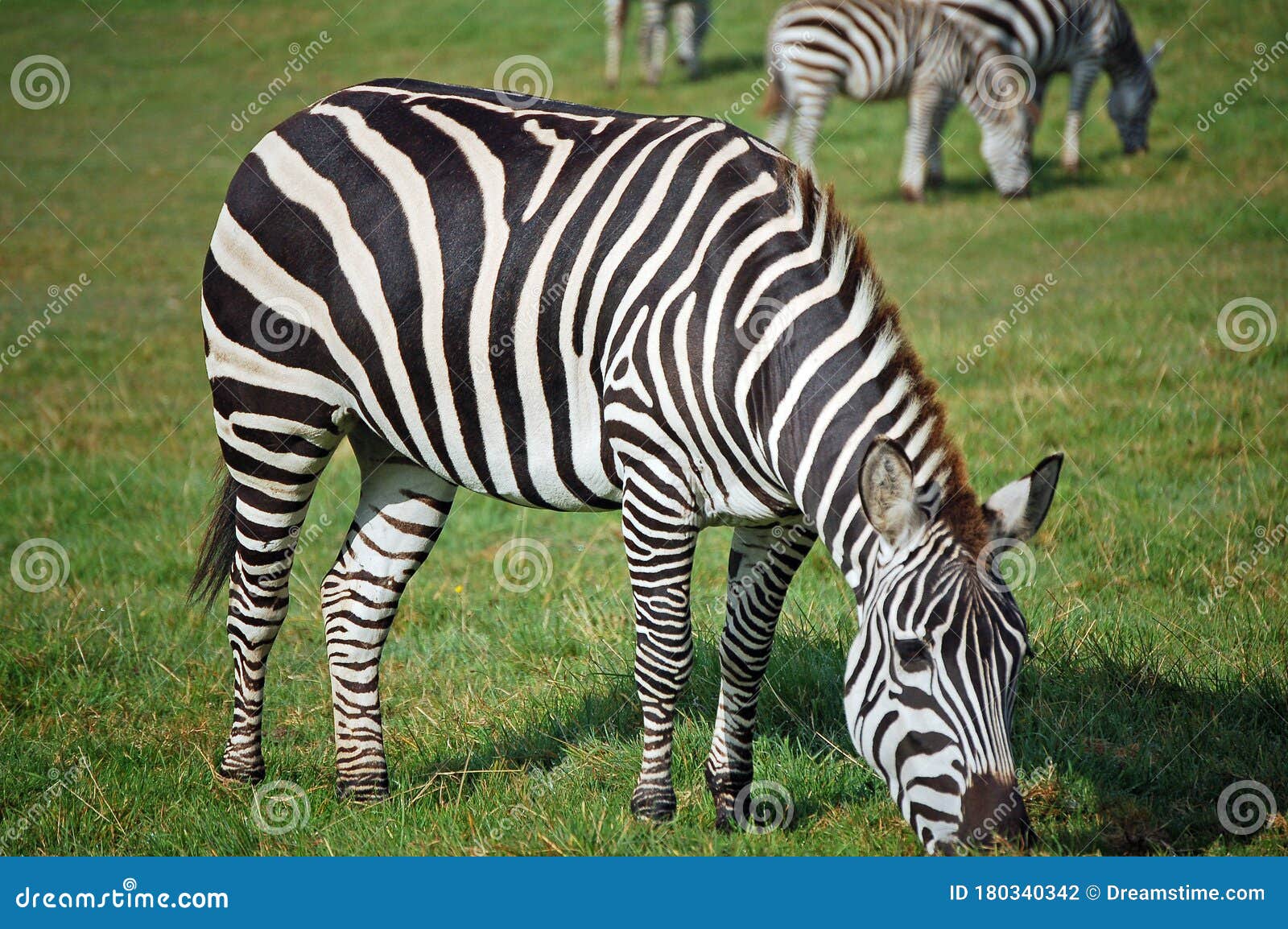 Zebra Eating Grass in the Field Stock Photo - Image of morning, travels ...