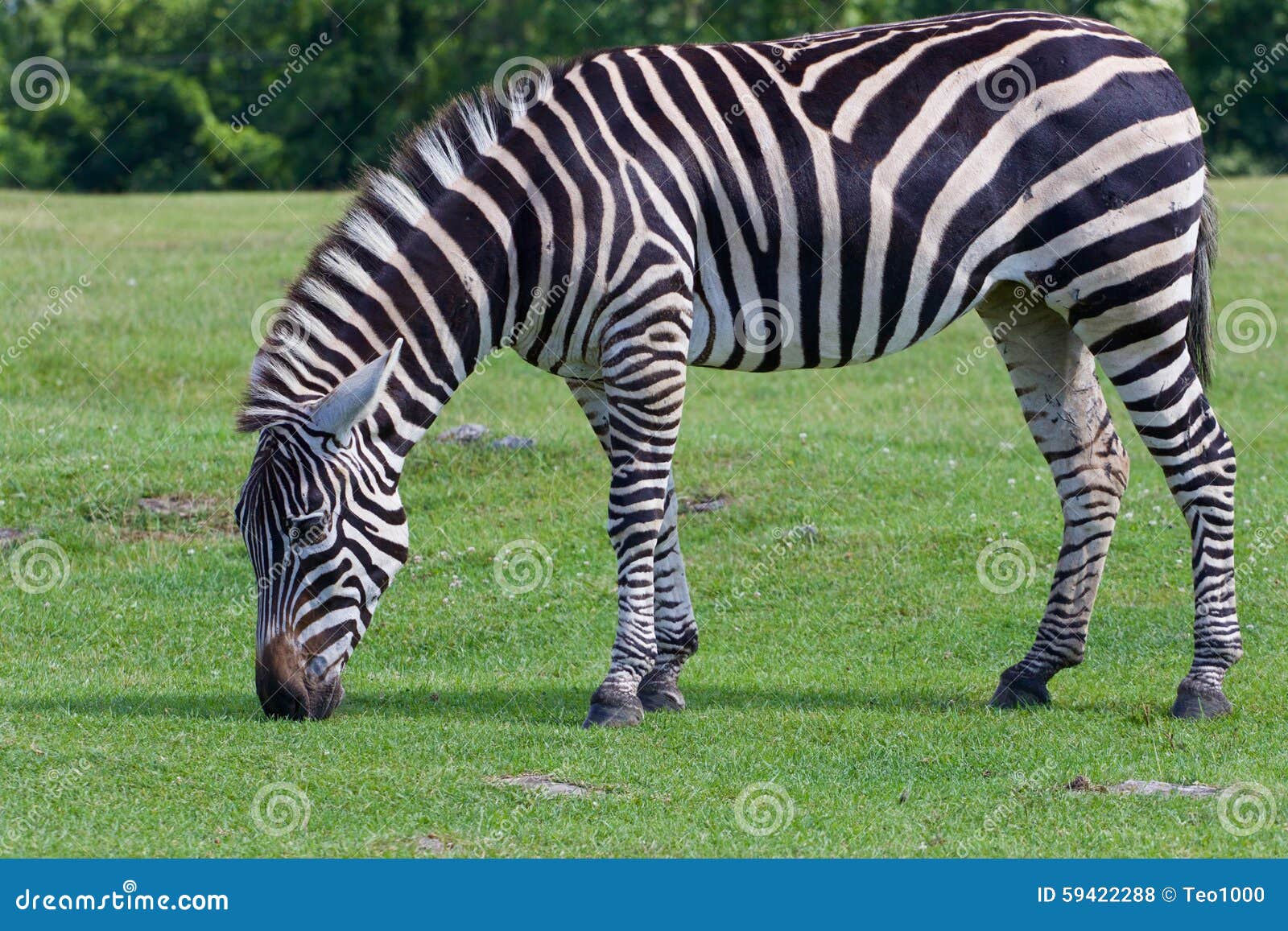 The Zebra is Eating the Grass Stock Photo - Image of distinctive, live ...