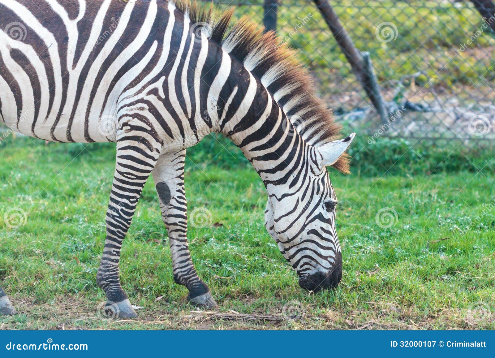 Zebra eating grass stock image. Image of natural, wildlife - 32000107