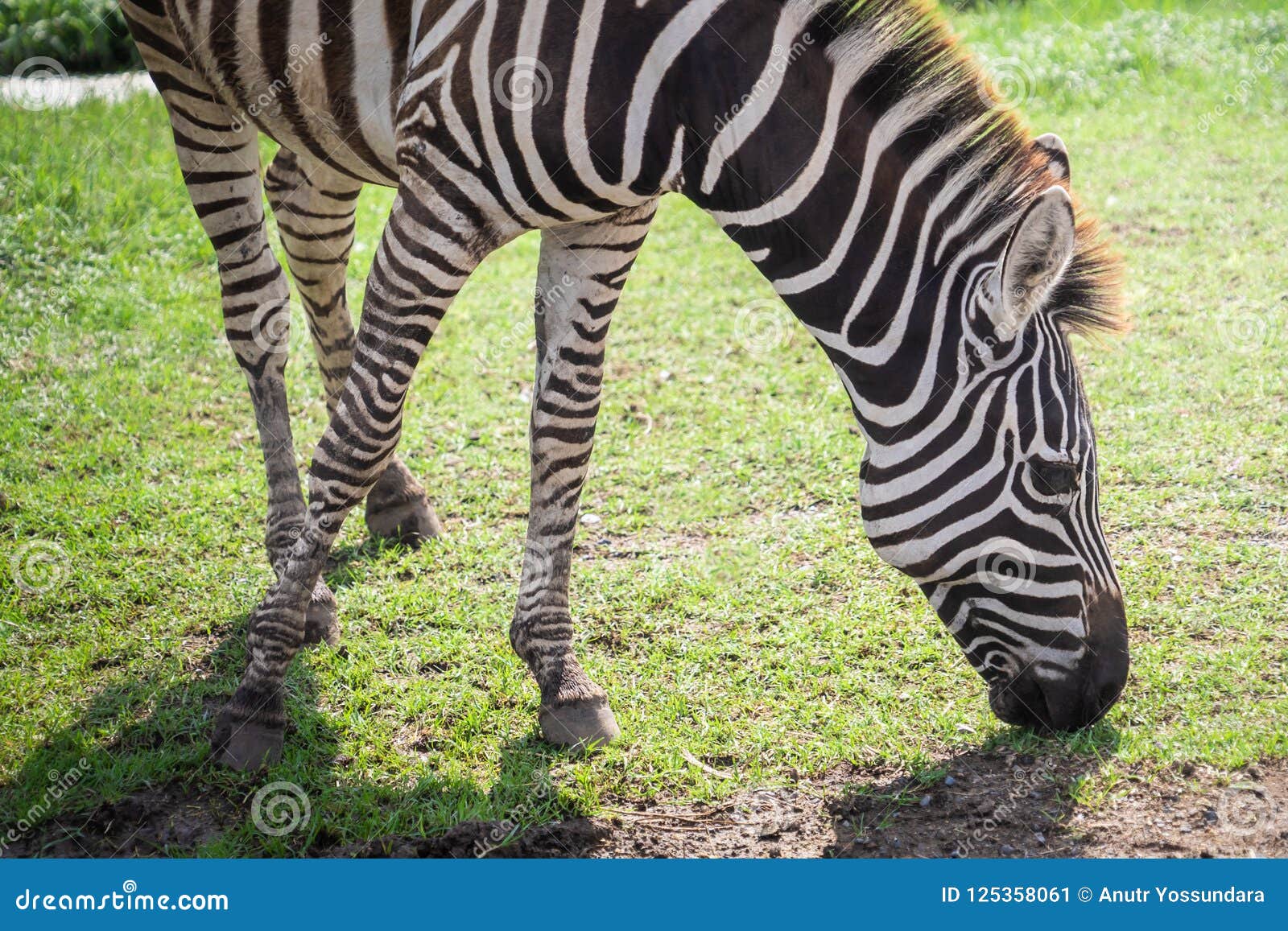 Zebra Eating Grass on the Ground Stock Image - Image of eating, face ...