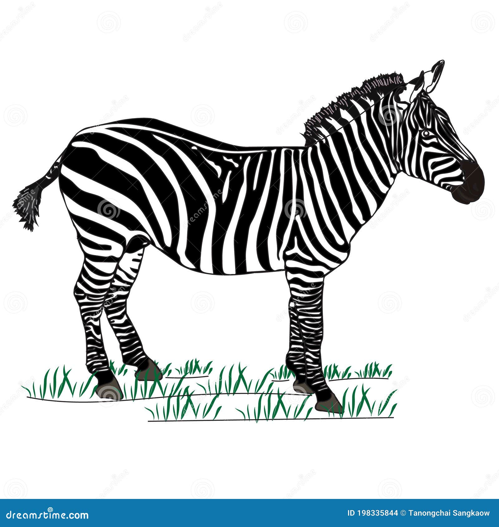 A Zebra Eating Grass in the Middle of the Field. Stock Vector ...