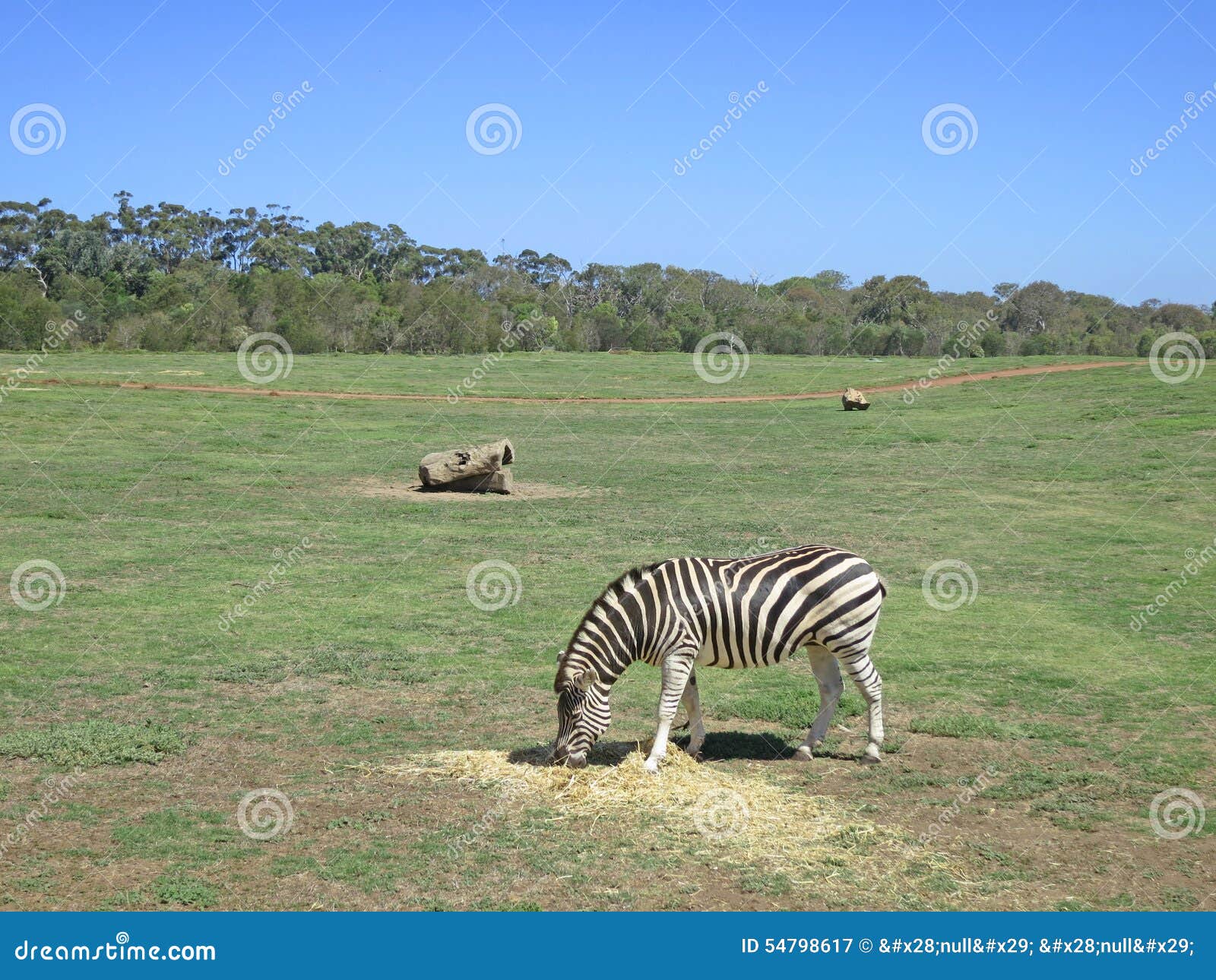 Zebra Eating Grass in Open Range Zoo Stock Image - Image of australia ...