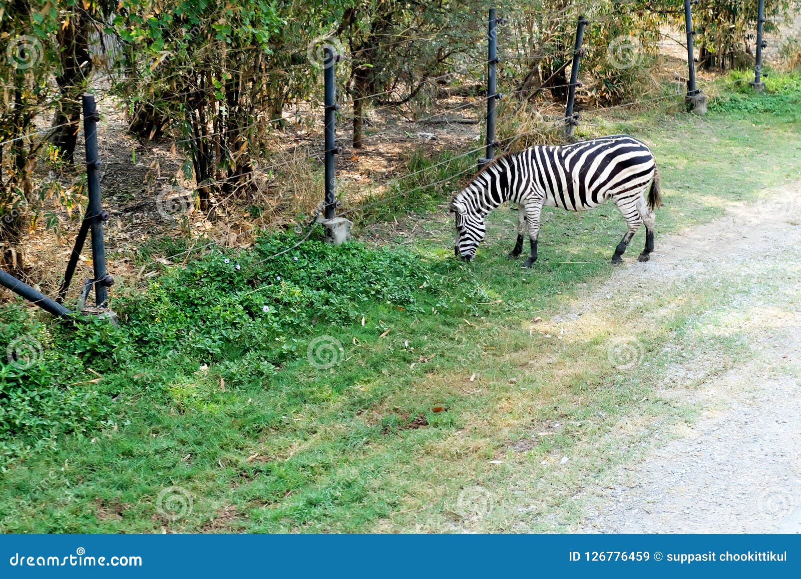 The Zebra is Eating the Grass. Stock Image - Image of african, river ...